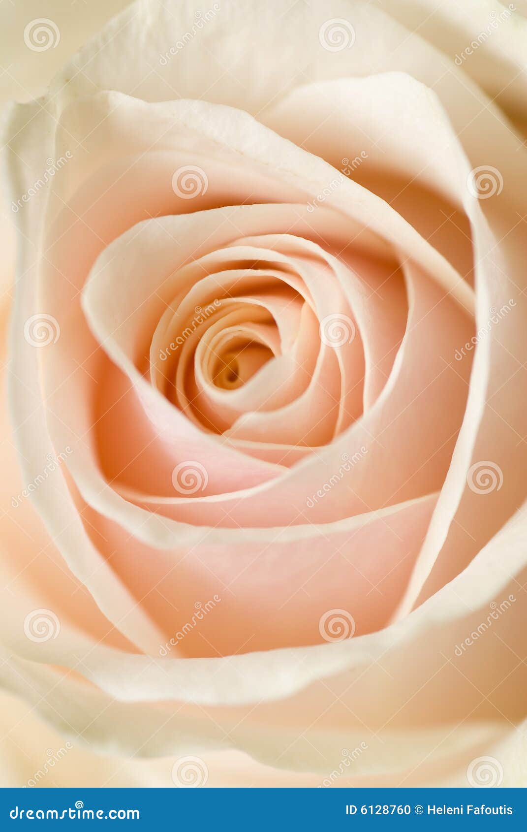 Beige rose stock photo. Image of bloemen, flower, rose - 6128760