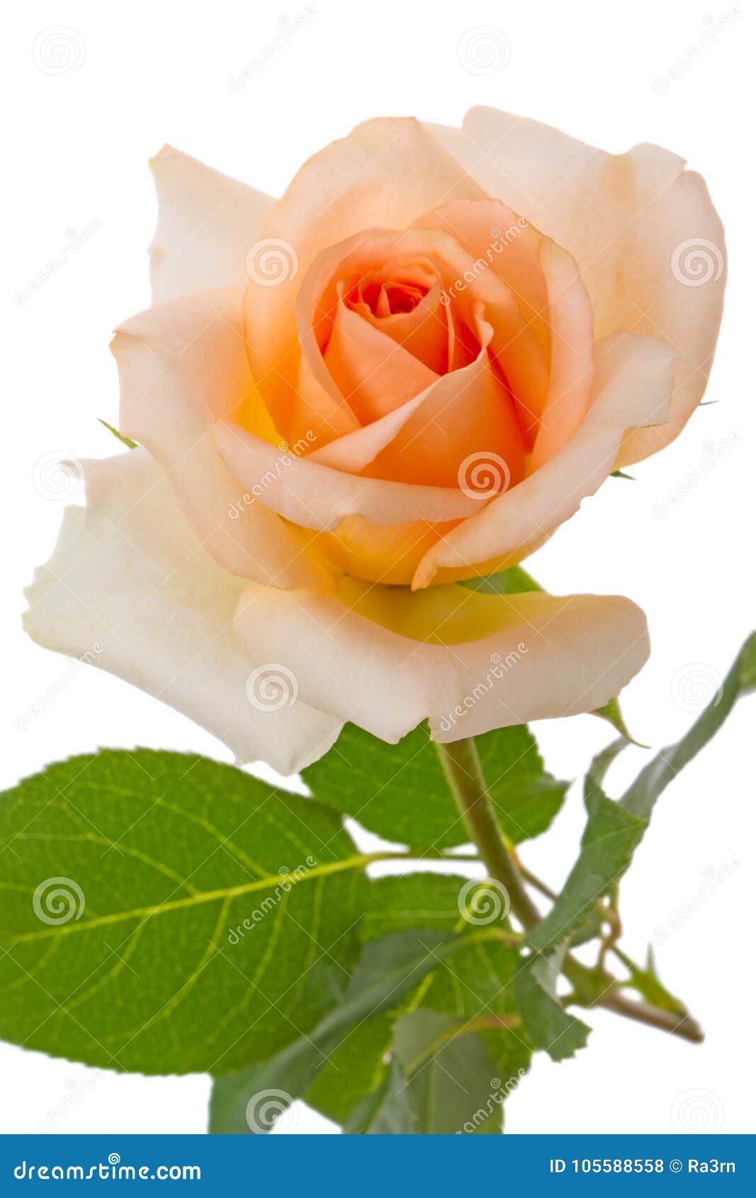 Beige rose isolated stock photo. Image of petals, gardening - 105588558