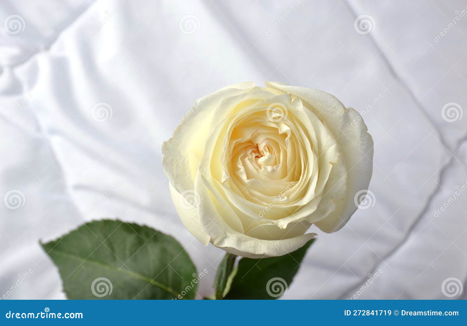 Beige Rose on a White Background. Stock Image - Image of summer ...