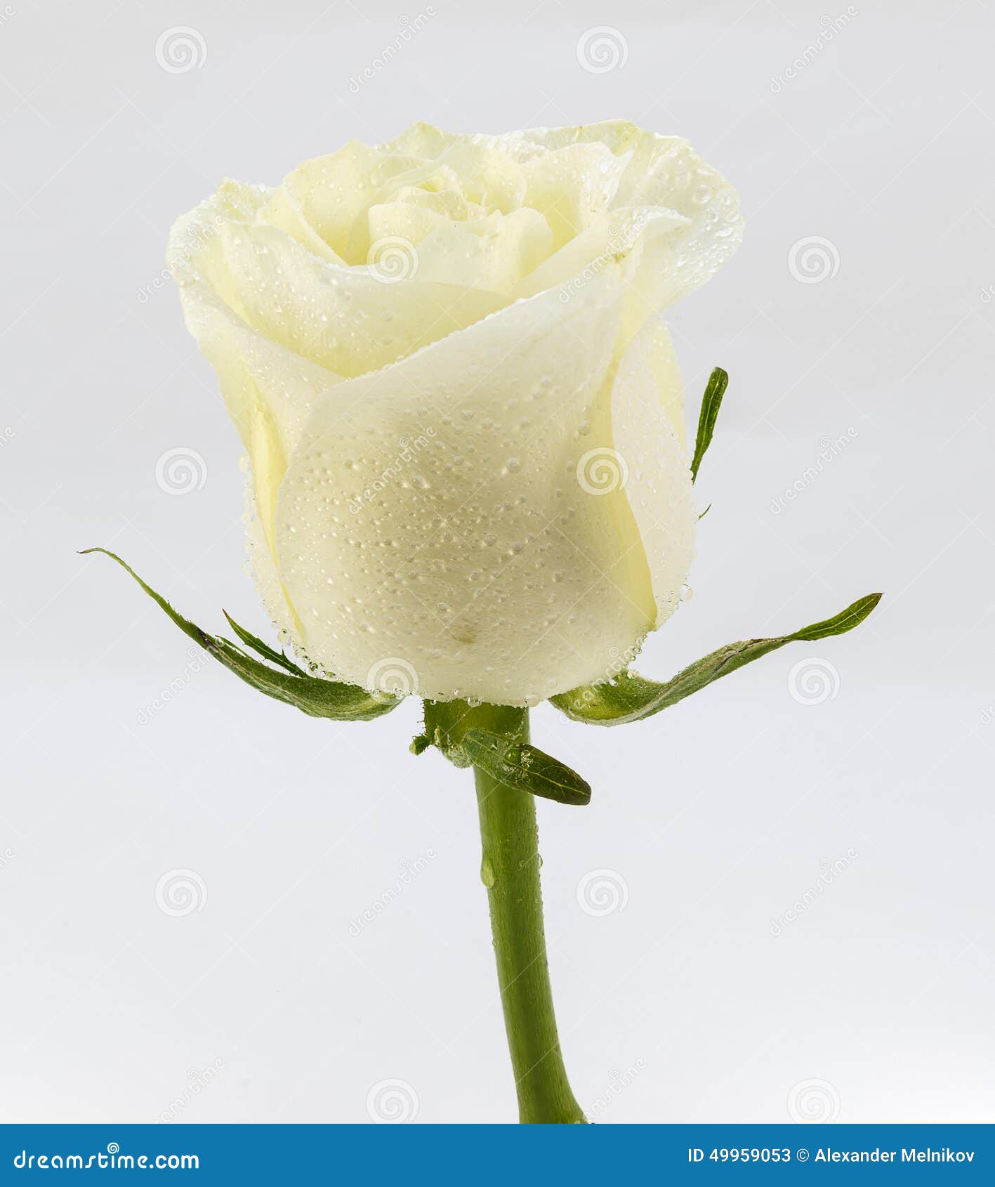Beige Rose on a White Background Stock Image - Image of single ...