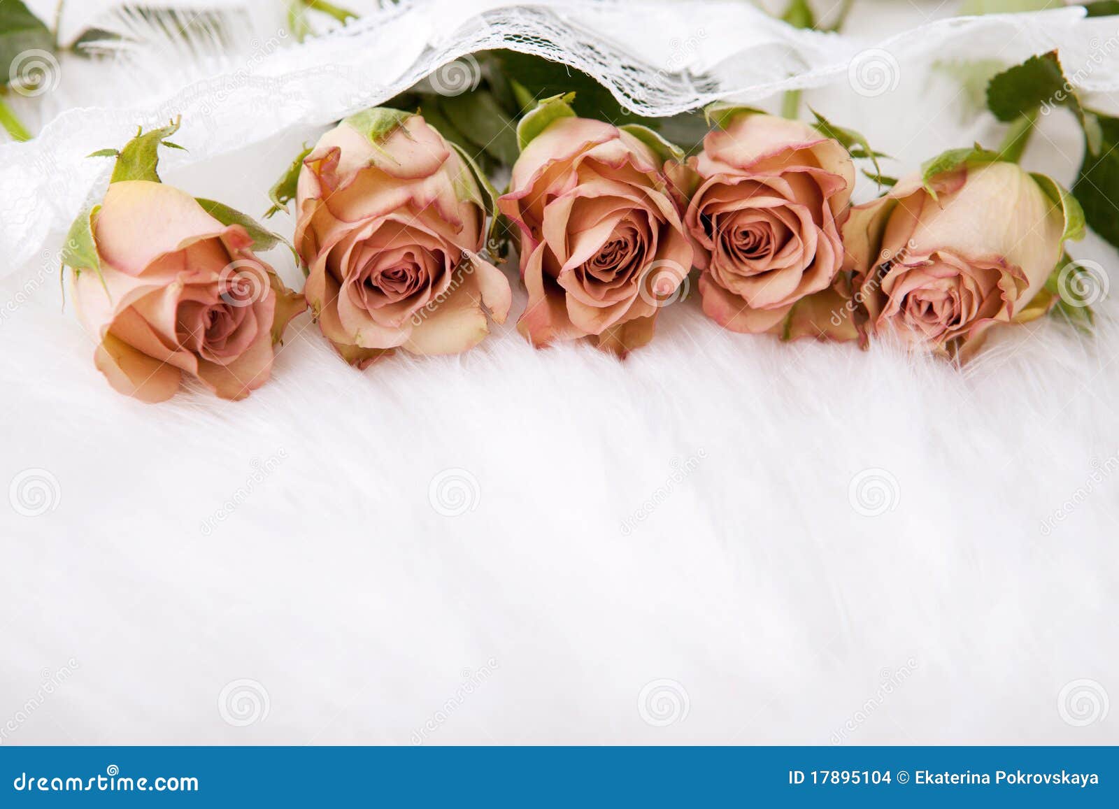 Beige roses stock photo. Image of flora, nature, color - 17895104