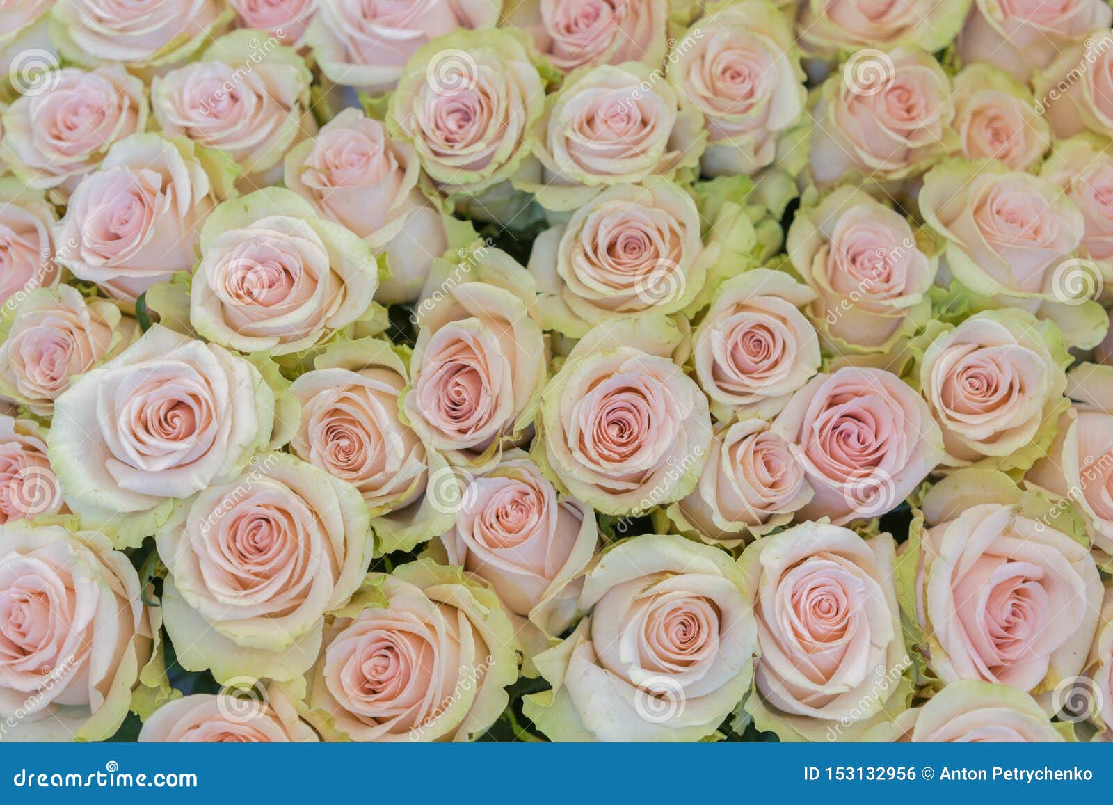 Horizontal Seamless Background Red Pink White Roses Stock Photos - Free ...