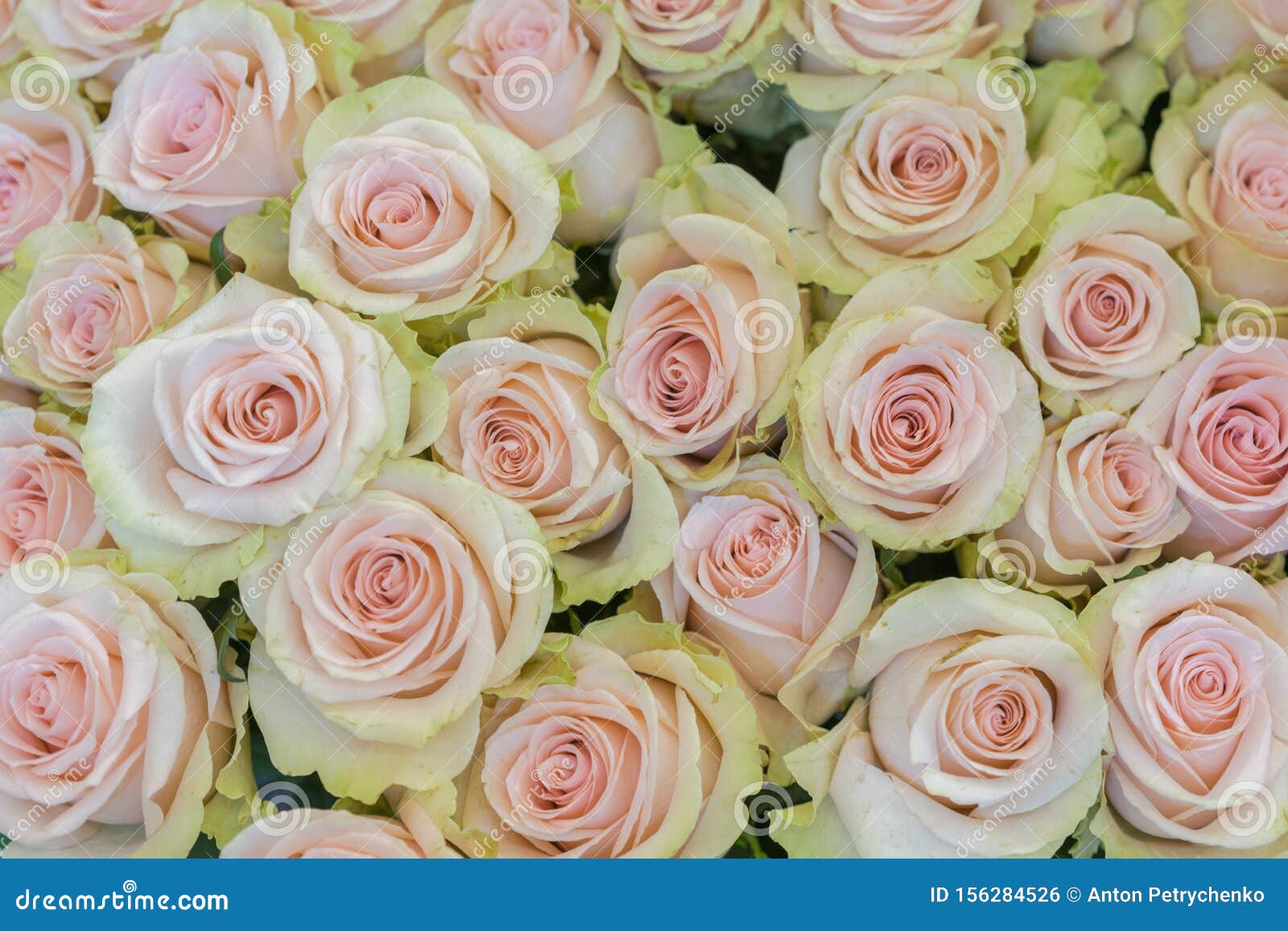 Beige Roses Background. White Roses Horizontal Seamless Pattern Stock ...