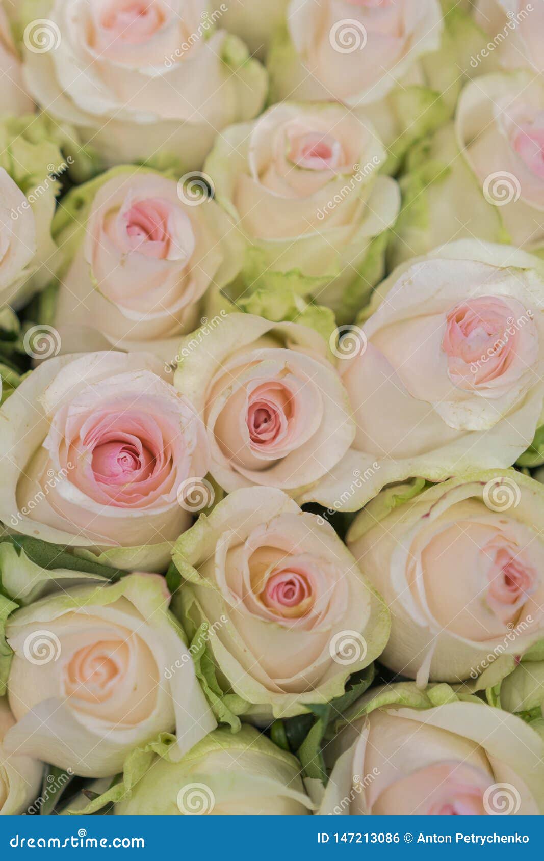 Beige Roses Background. White Roses Horizontal Seamless Pattern. White ...