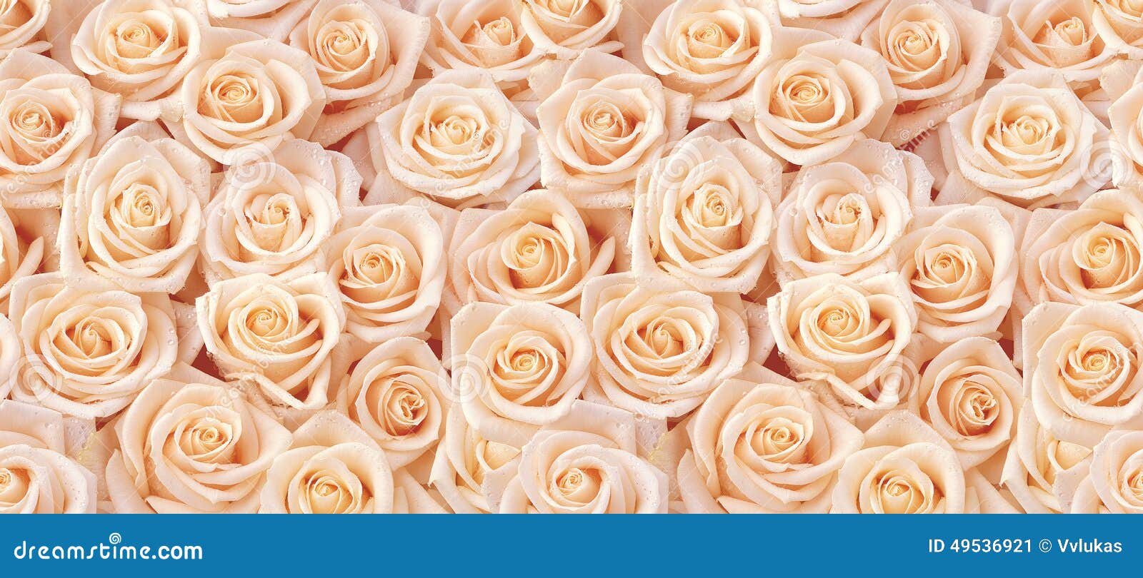 Beige Roses Seamless Pattern Stock Image - Image of tender, water: 49536921