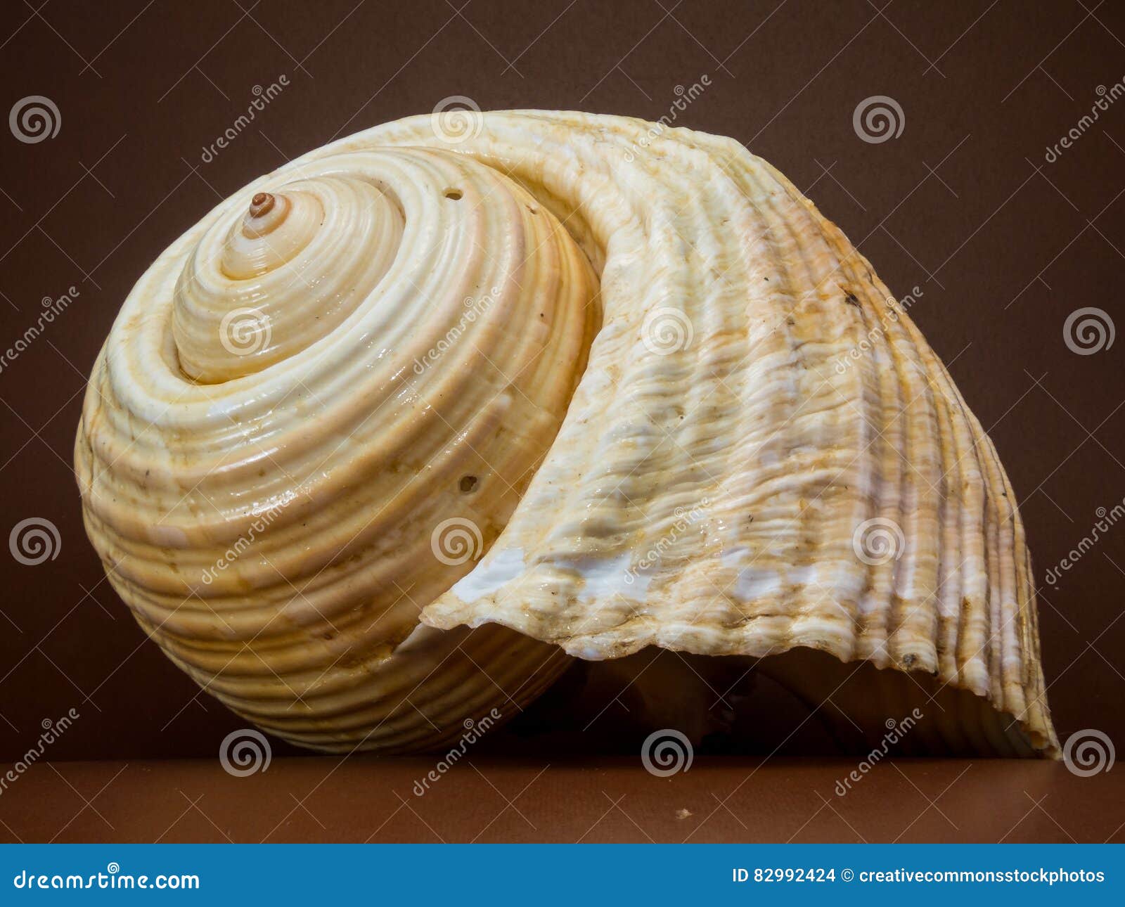 Beige Seashell Picture. Image: 82992424