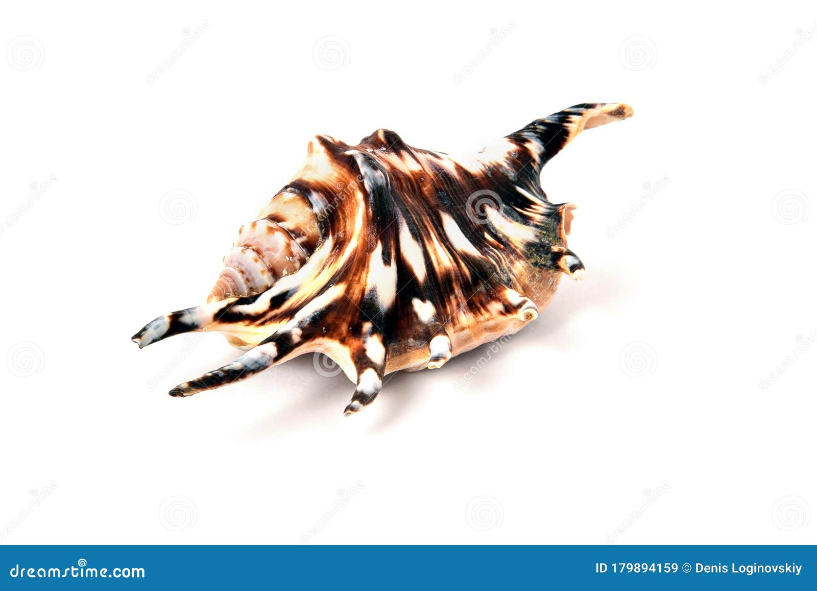 Beige Seashell on a White Background. Beautiful Shell Stock Image ...