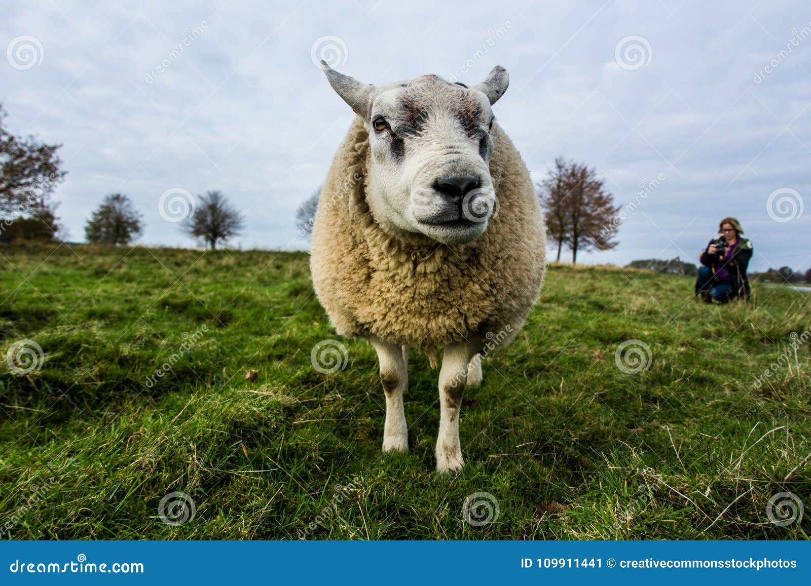 Beige Sheep On Green Grass Field Under Gray Sky Picture. Image: 109911441