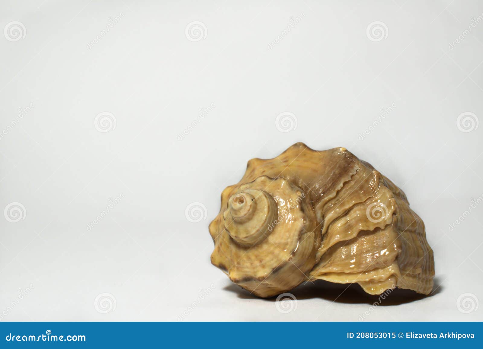 Beige Shell on White Background. Stock Image - Image of seashell ...