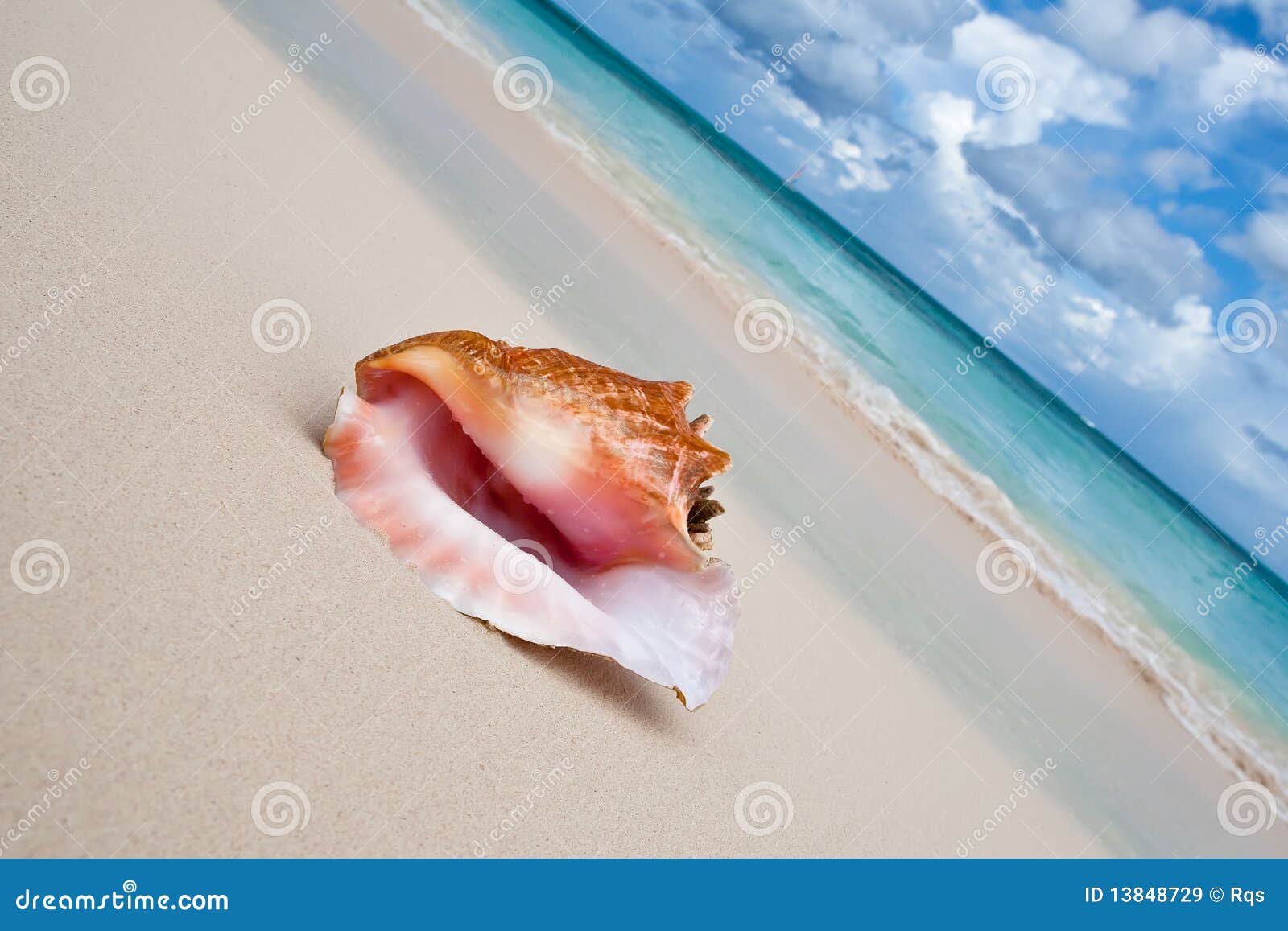 Beige Shell on White Sand Beach Near Blue Ocean Stock Image - Image of ...