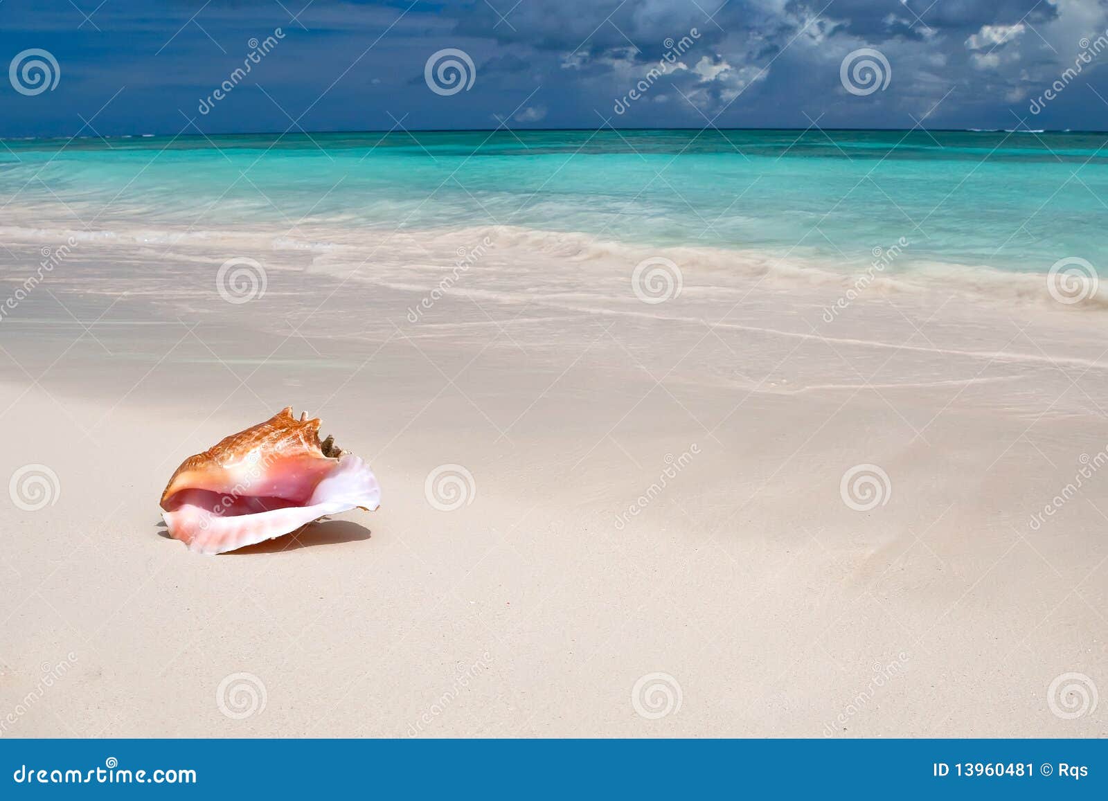 Beige Shell on White Sand Beach Near Blue Ocean Stock Image - Image of ...