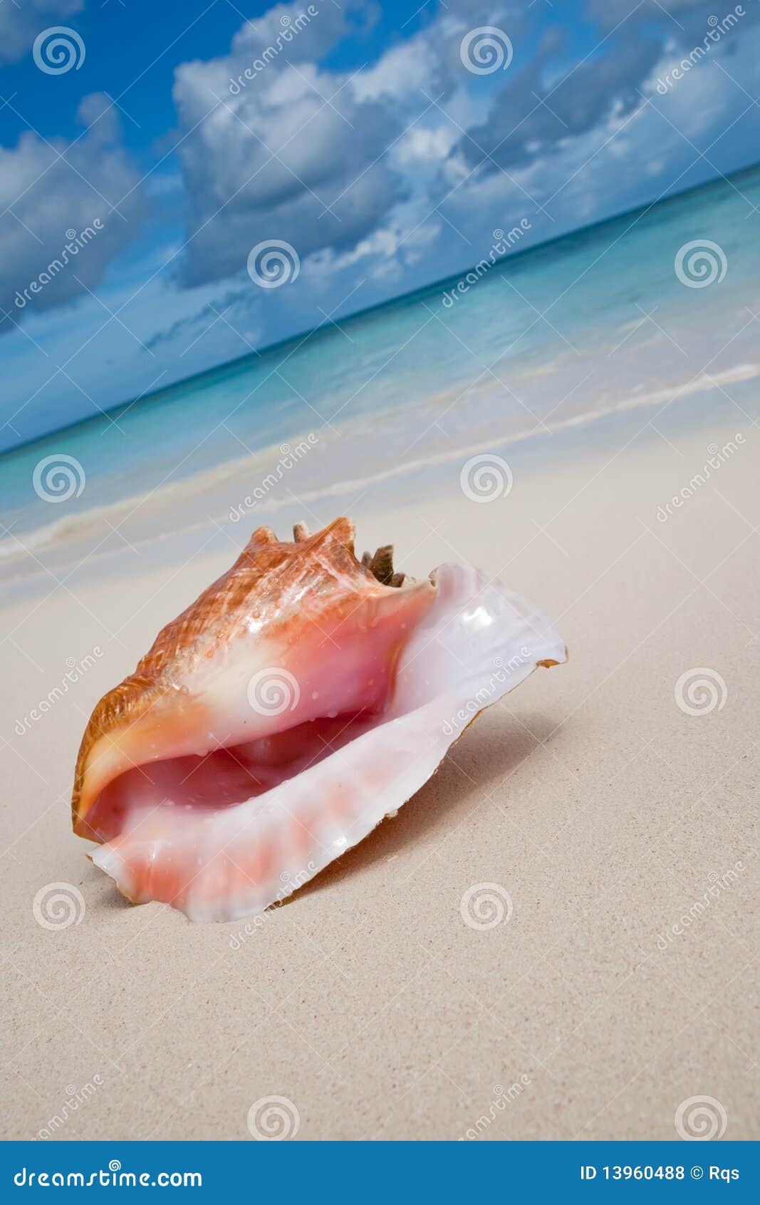 Beige Shell on White Sand Beach Near Blue Ocean Stock Photo - Image of ...