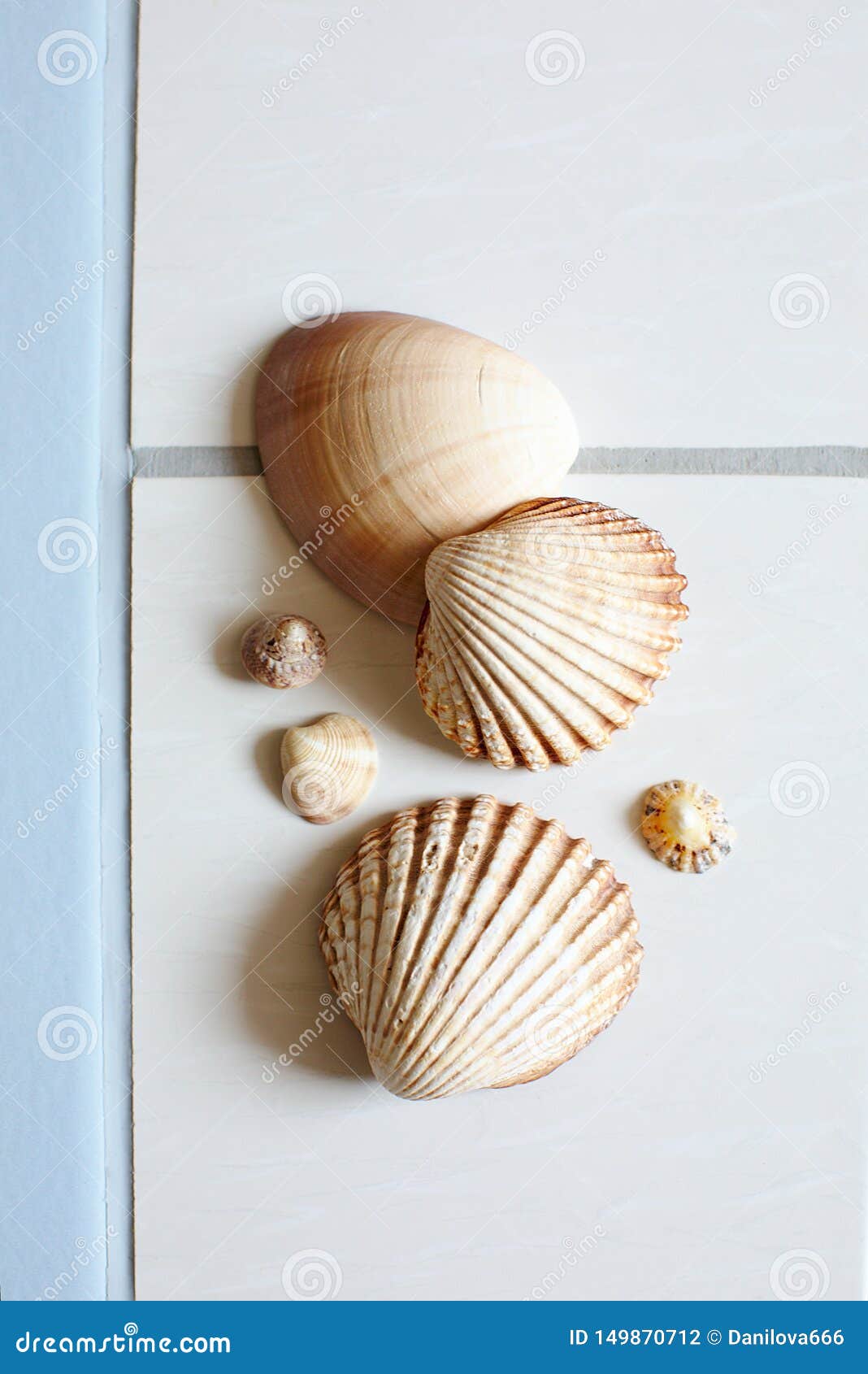 Beige Shells of Various Sizes Lie on a White Marble Tile. Top View ...