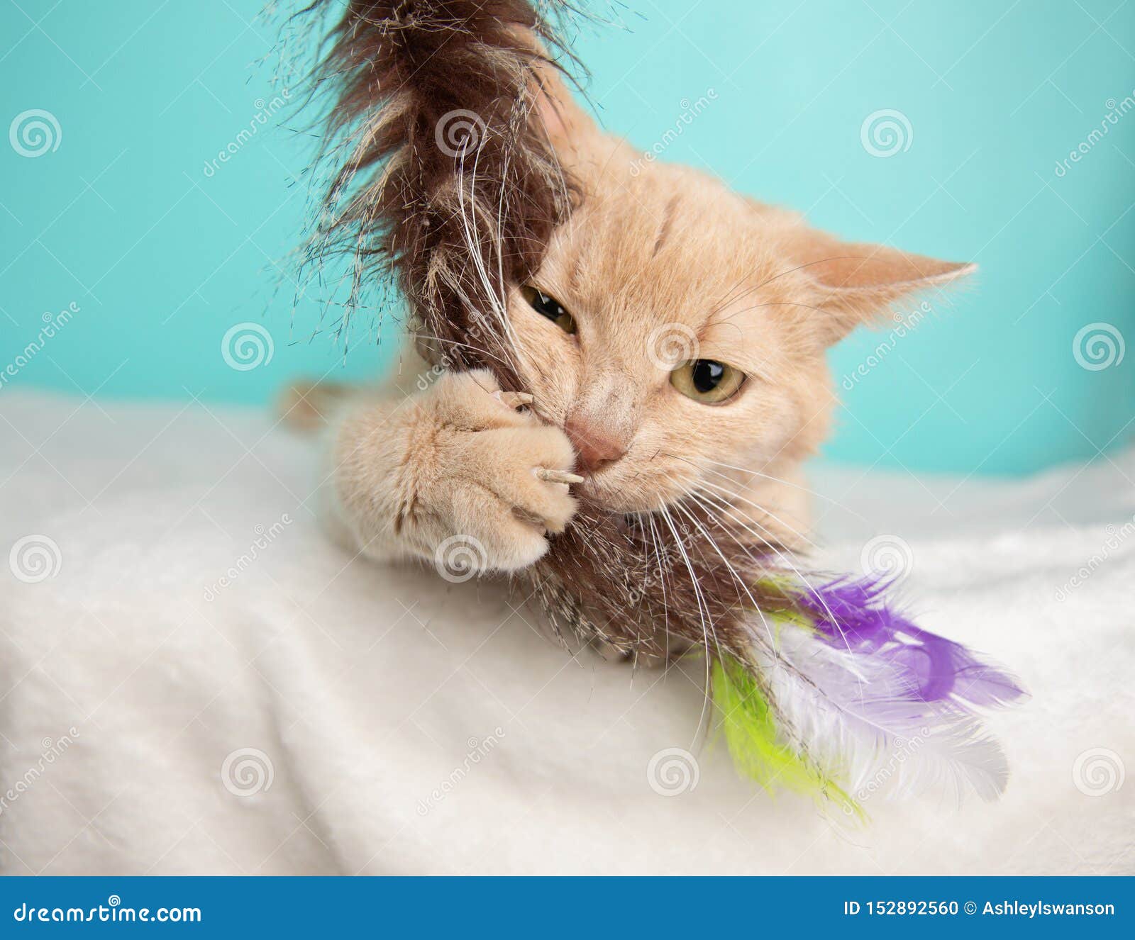 Beige Tabby Cat Portrait in Studio and Wearing a Bow Tie Stock Photo ...