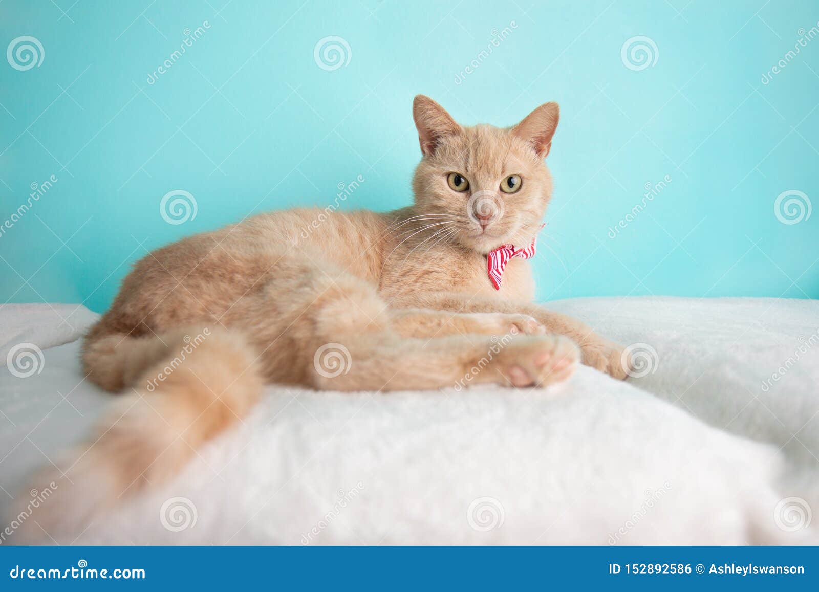 Beige Tabby Cat Portrait in Studio and Wearing a Bow Tie Stock Photo ...