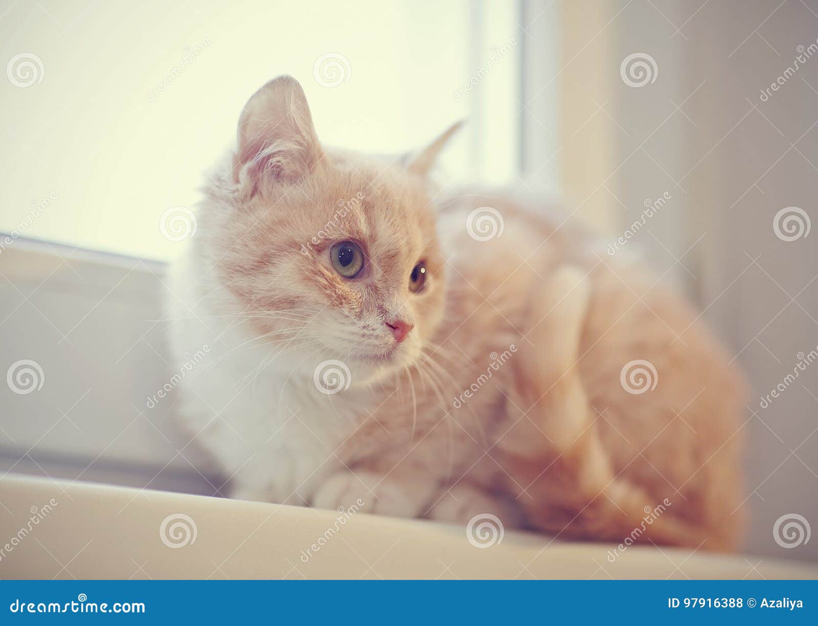 Beige Tabby Kitten on the Windowsill Stock Photo - Image of fluffy ...