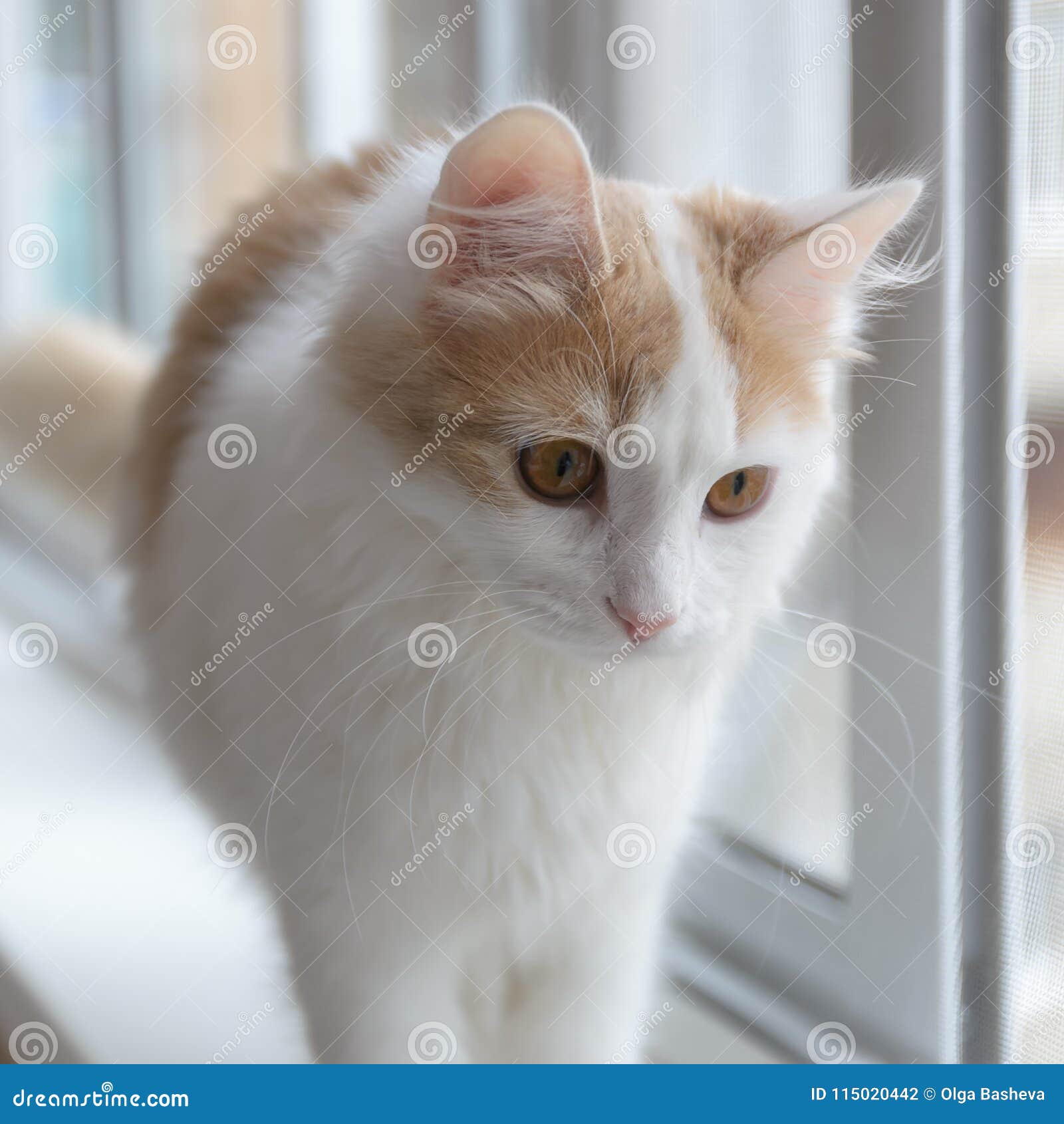 Beige White Cat Looking Out the Window. Stock Photo - Image of pleasant ...
