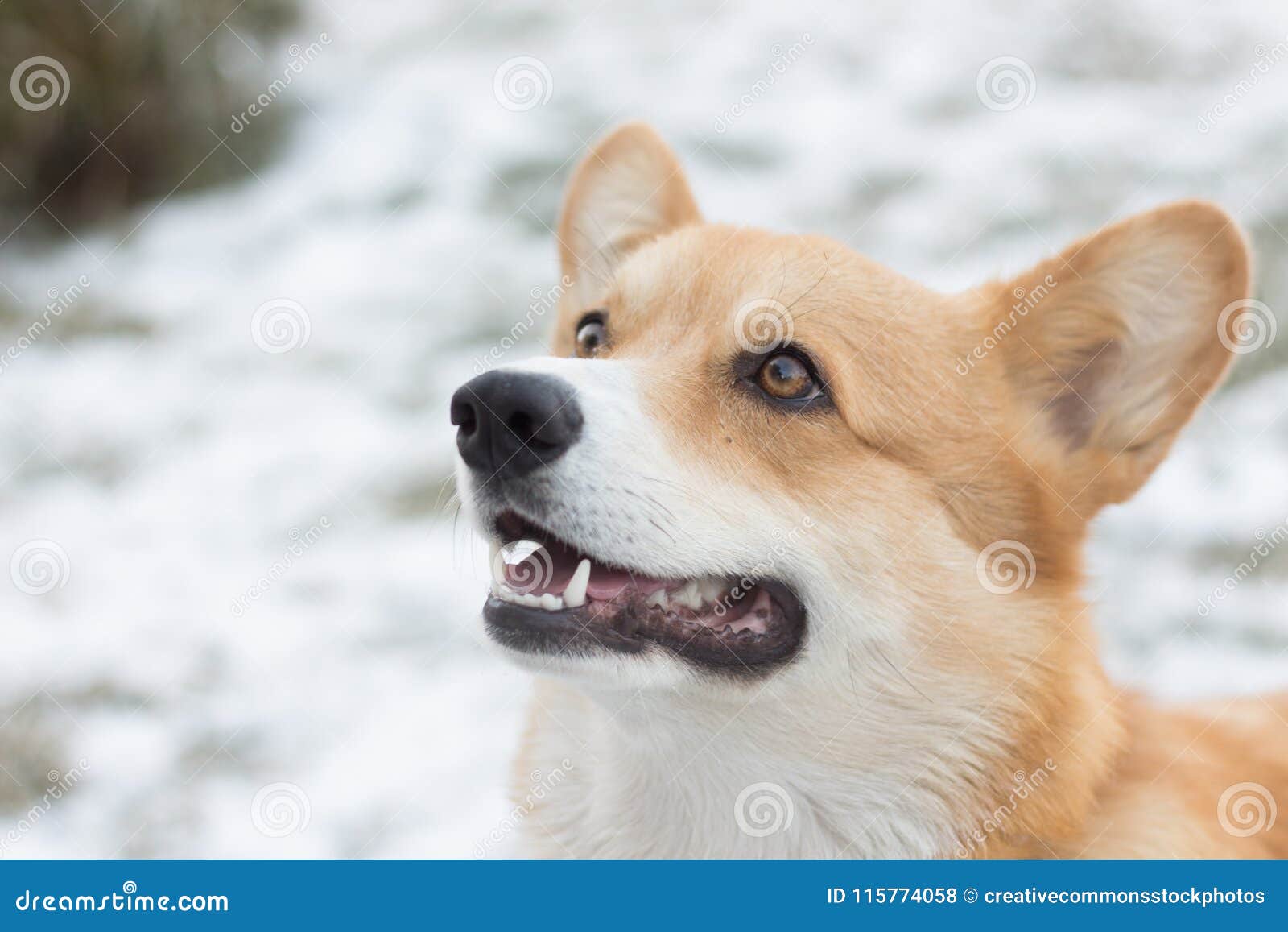 Beige And White Wolf Picture. Image: 115774058