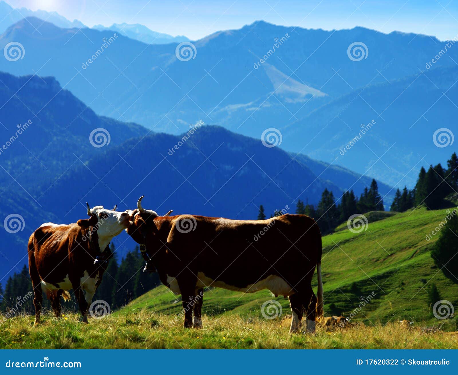 Beija uma vaca foto de stock. Imagem de vaca, vacas, beijo - 17620322