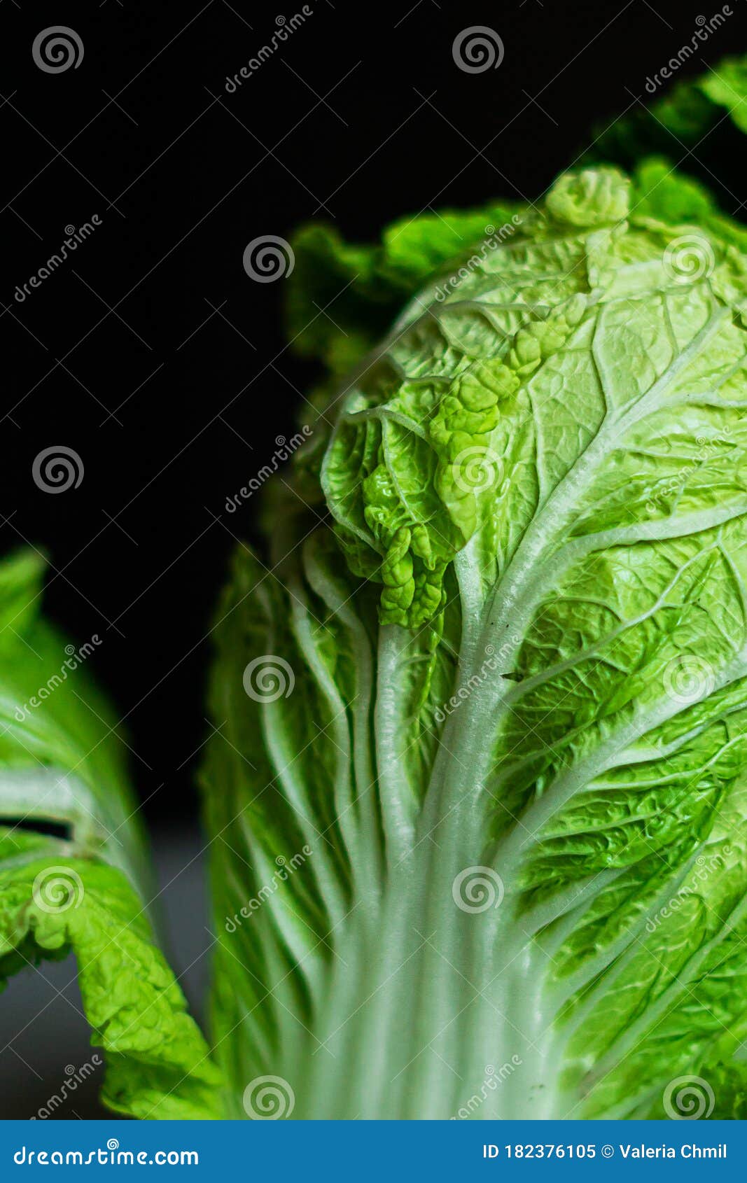 Beijing cabbage close-up stock image. Image of lettuce - 182376105
