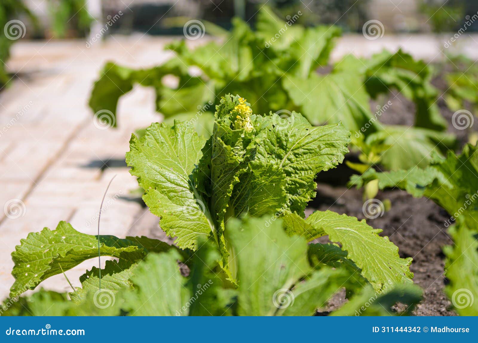 Beijing Cabbage Has Not Ripened and Has Sprouted Stock Photo - Image of ...