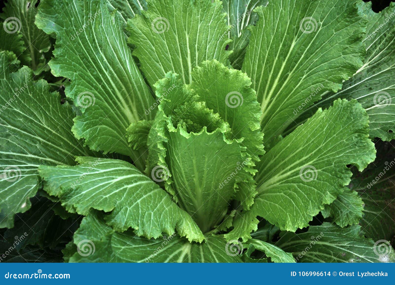 Beijing Cabbage in the Open Ground Stock Photo - Image of bright, china ...