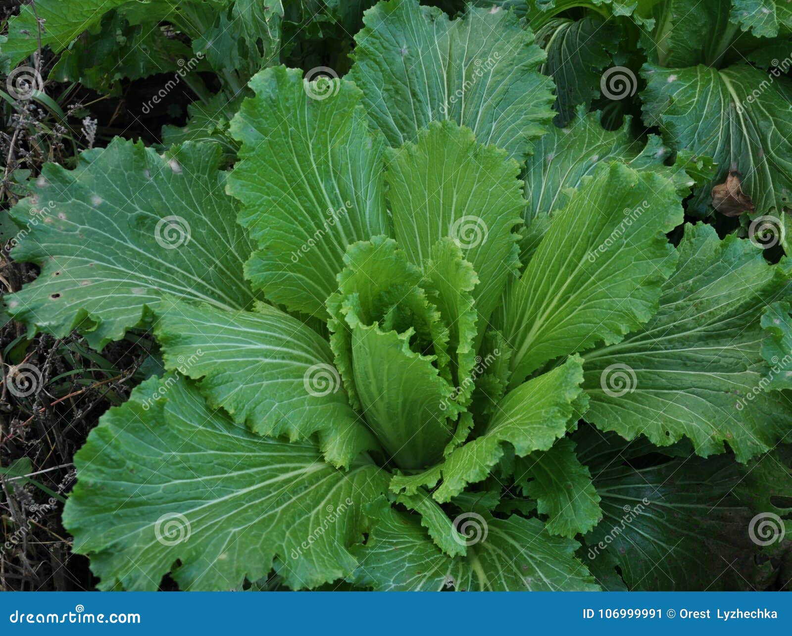 Beijing Cabbage in the Open Ground Stock Image - Image of harvesting ...