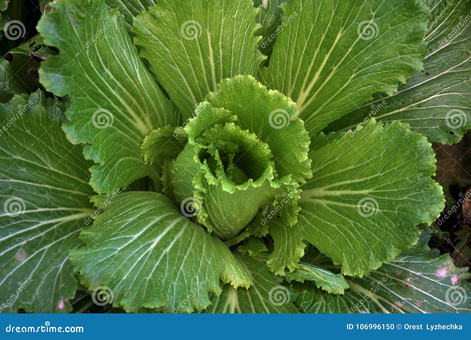 Beijing Cabbage in the Open Ground Stock Photo - Image of growing ...