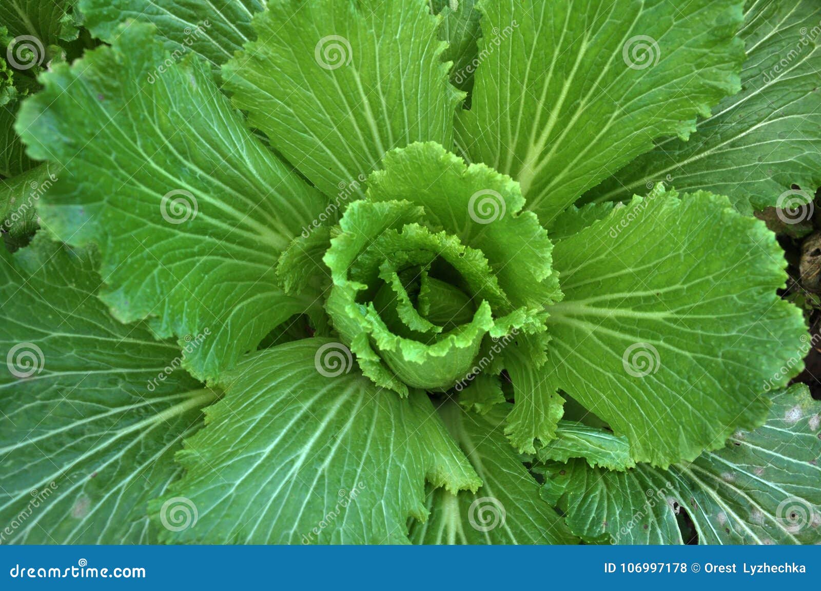 Beijing Cabbage in the Open Ground Stock Photo - Image of beauty ...