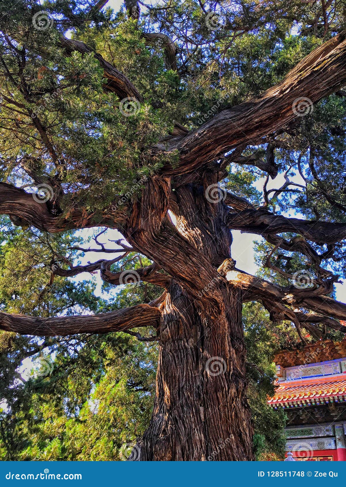 Gigantic tree stock photo. Image of china, beijing, tree - 128511748