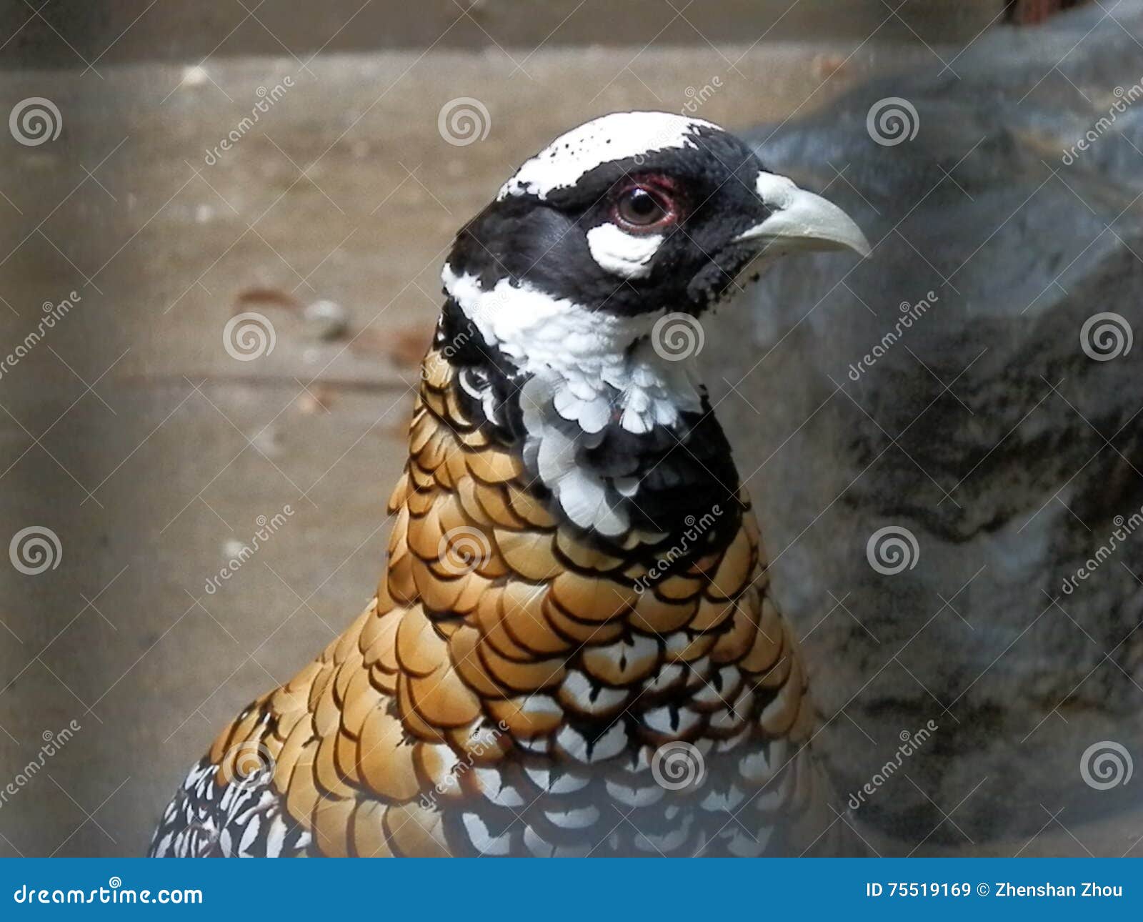 Beijing zoo birds stock image. Image of nature, trip - 75519169