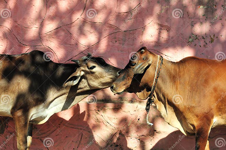 Beijo das vacas foto de stock. Imagem de vacas, turismo - 13246896