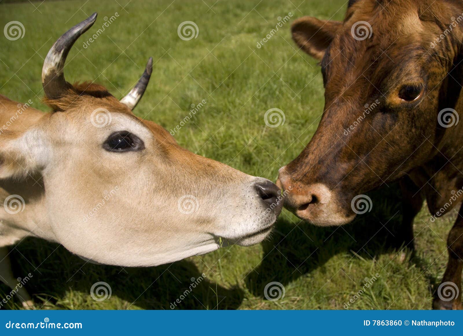 Beijo de duas vacas foto de stock. Imagem de pasto, mugido - 7863860