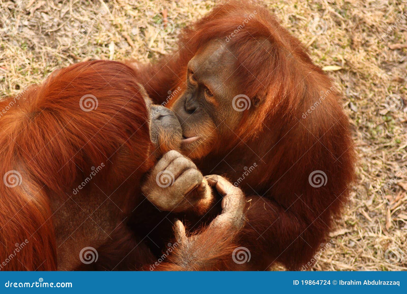 Beijo do macaco foto de stock. Imagem de animal, romance - 19864724