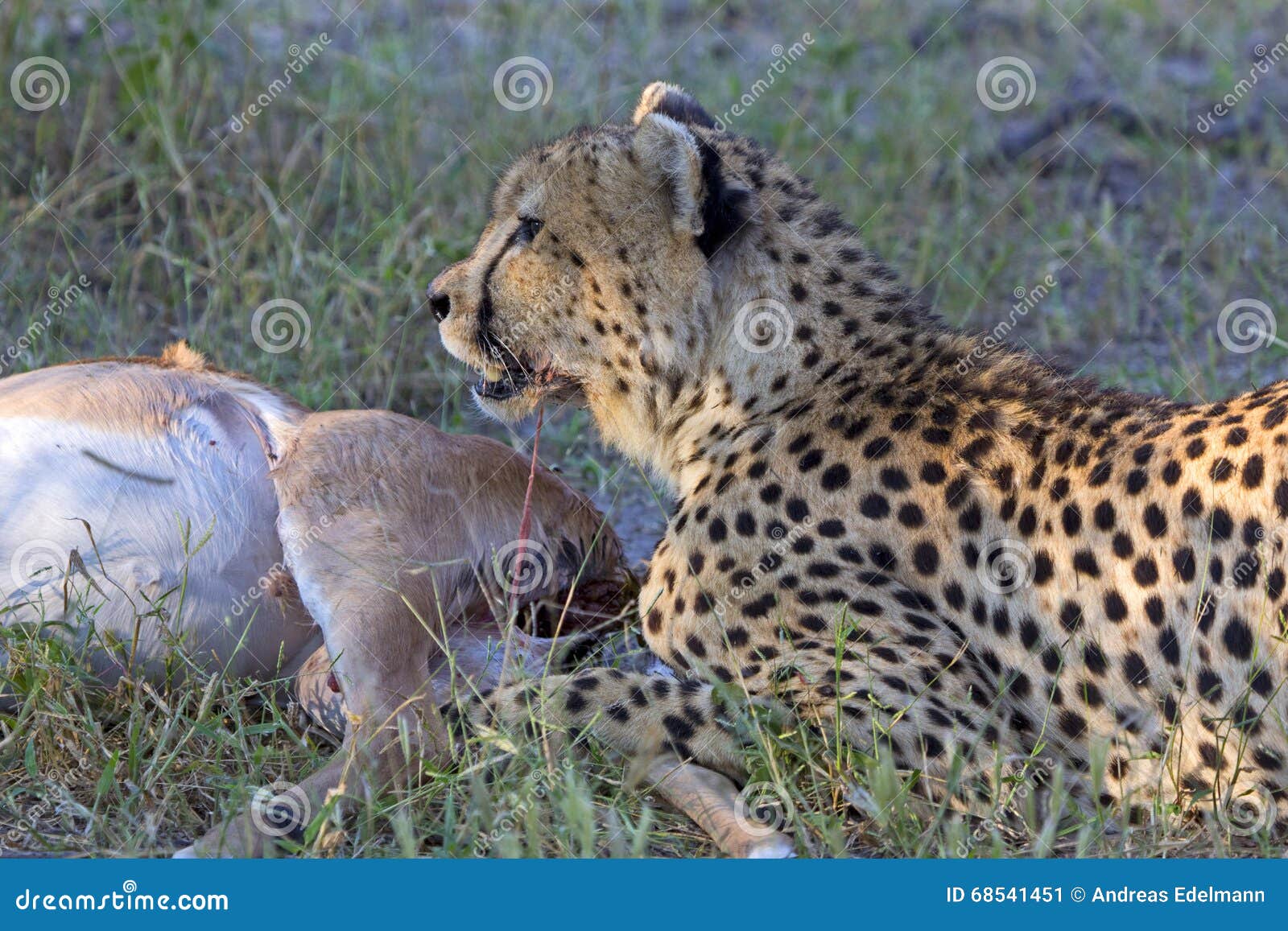 Beim Fressen de Gepard imagen de archivo. Imagen de alimento - 68541451