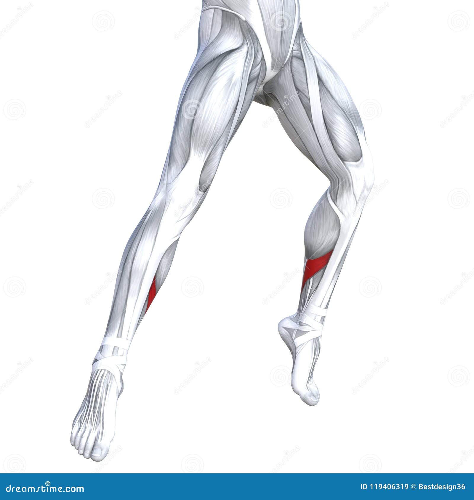 Bein-Menschenanatomie Der Front Der Illustration 3D Obere Stock ...