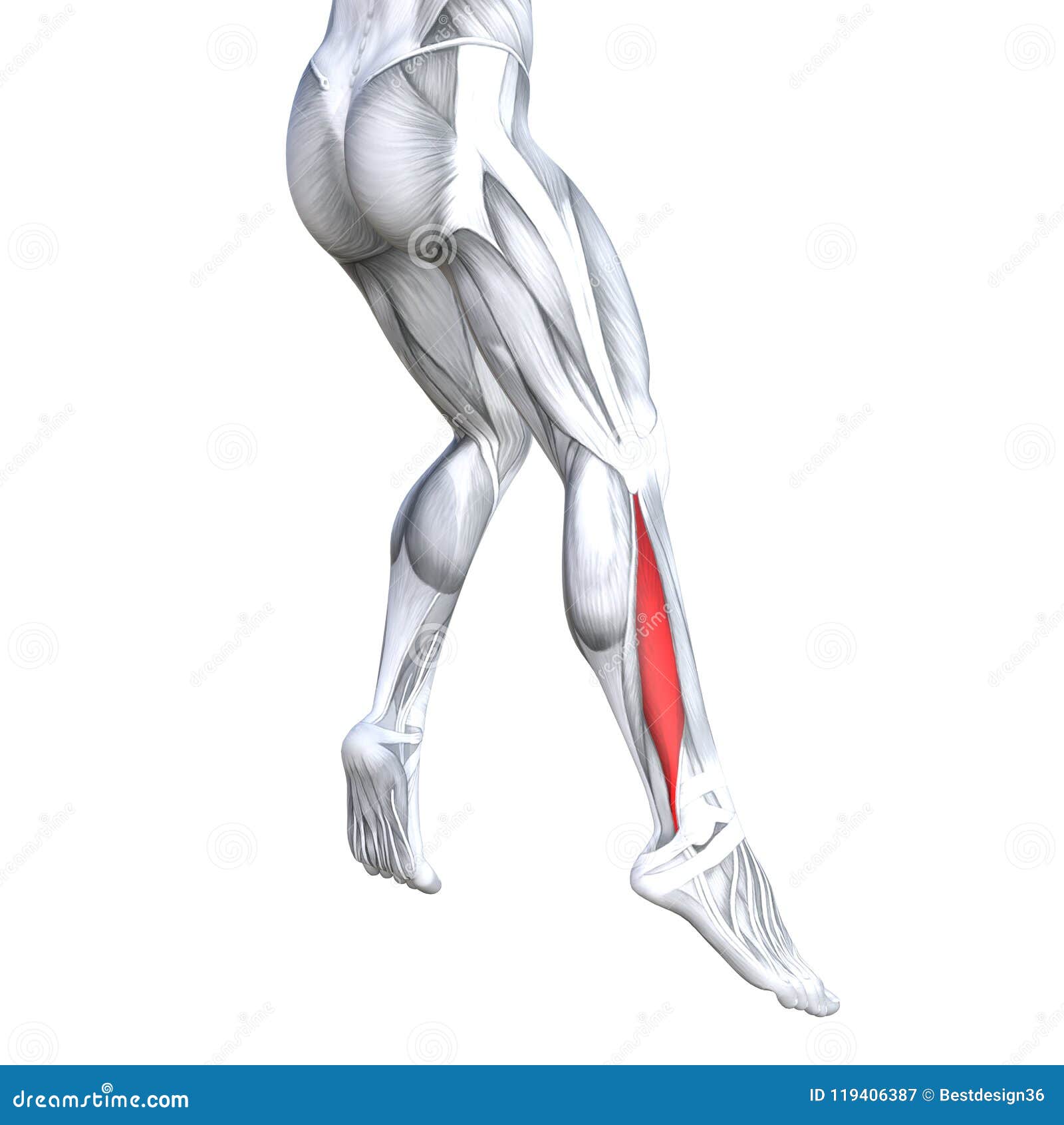 Bein-Menschenanatomie Der Front Der Illustration 3D Obere Stock ...