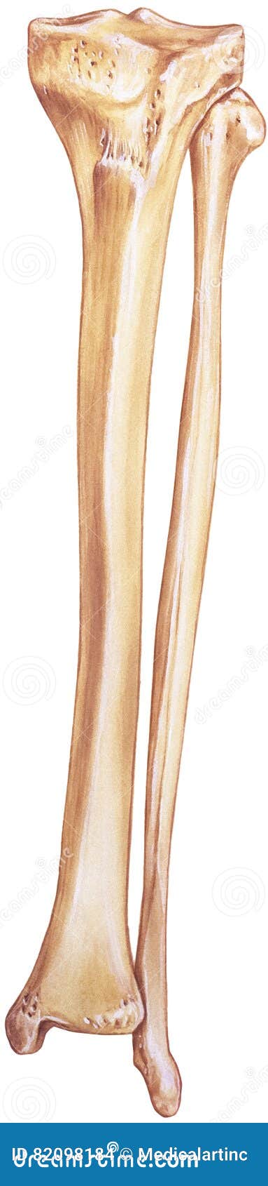 Bein - Schienbein U. Wadenbein Stock Abbildung - Illustration von ...