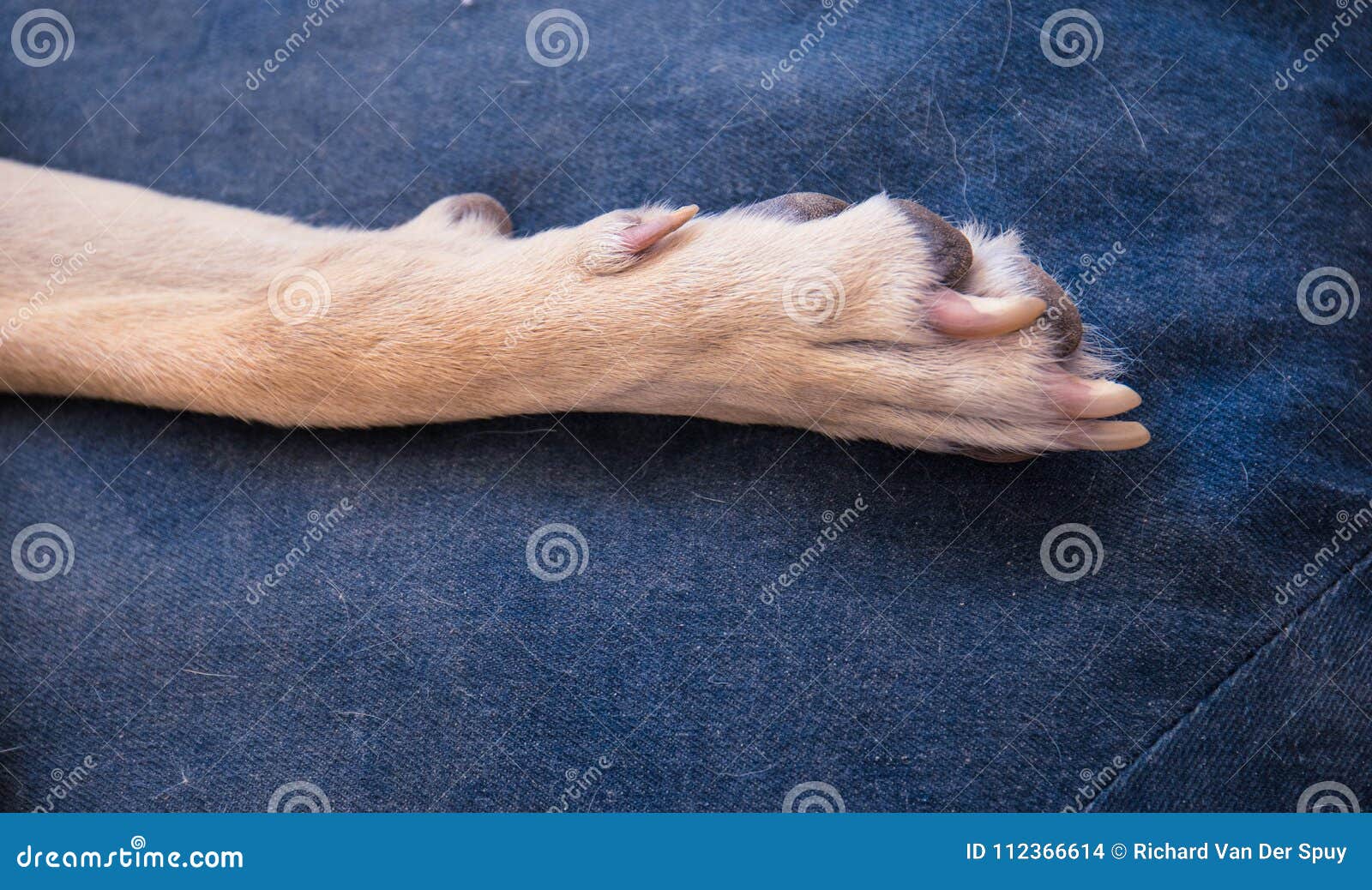 Beine Und Tatzen Eines Hundes Stockfoto - Bild von nana, köter: 112366614