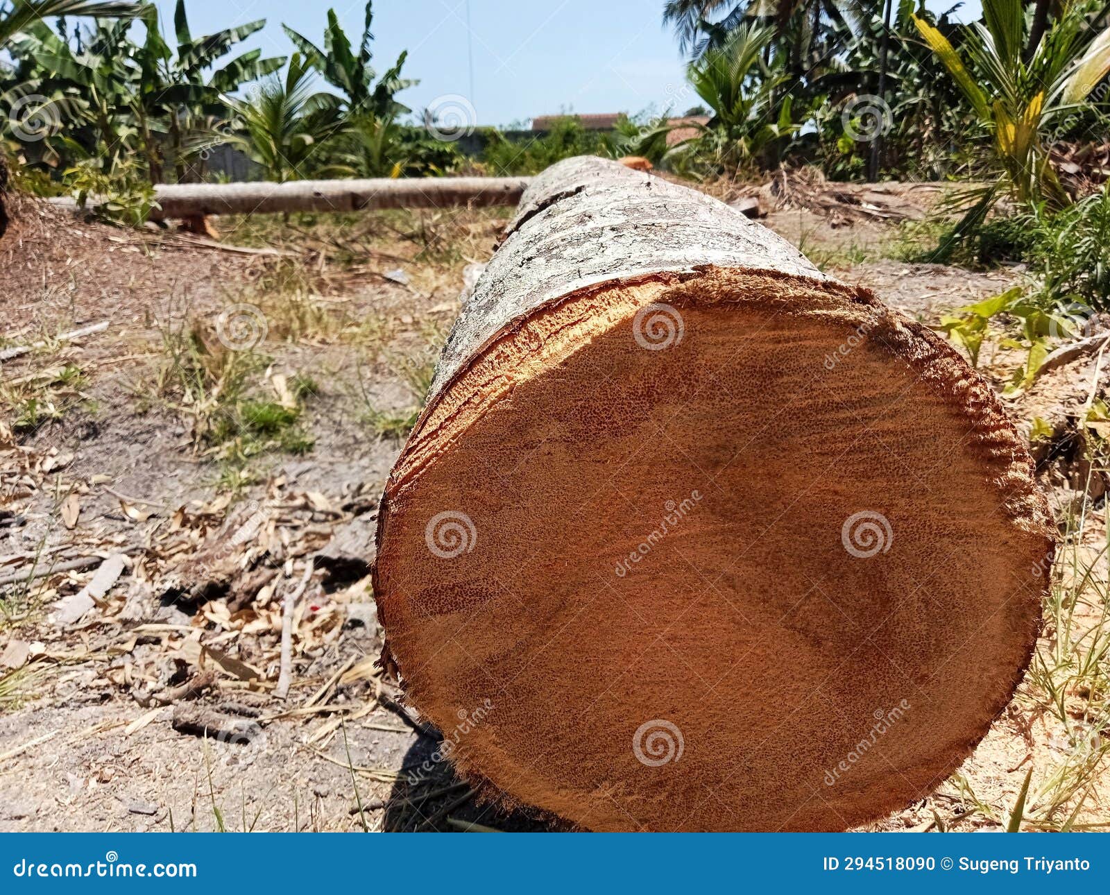 After Being Cut Down, a Long Coconut Tree Has a Circular Cross-section ...