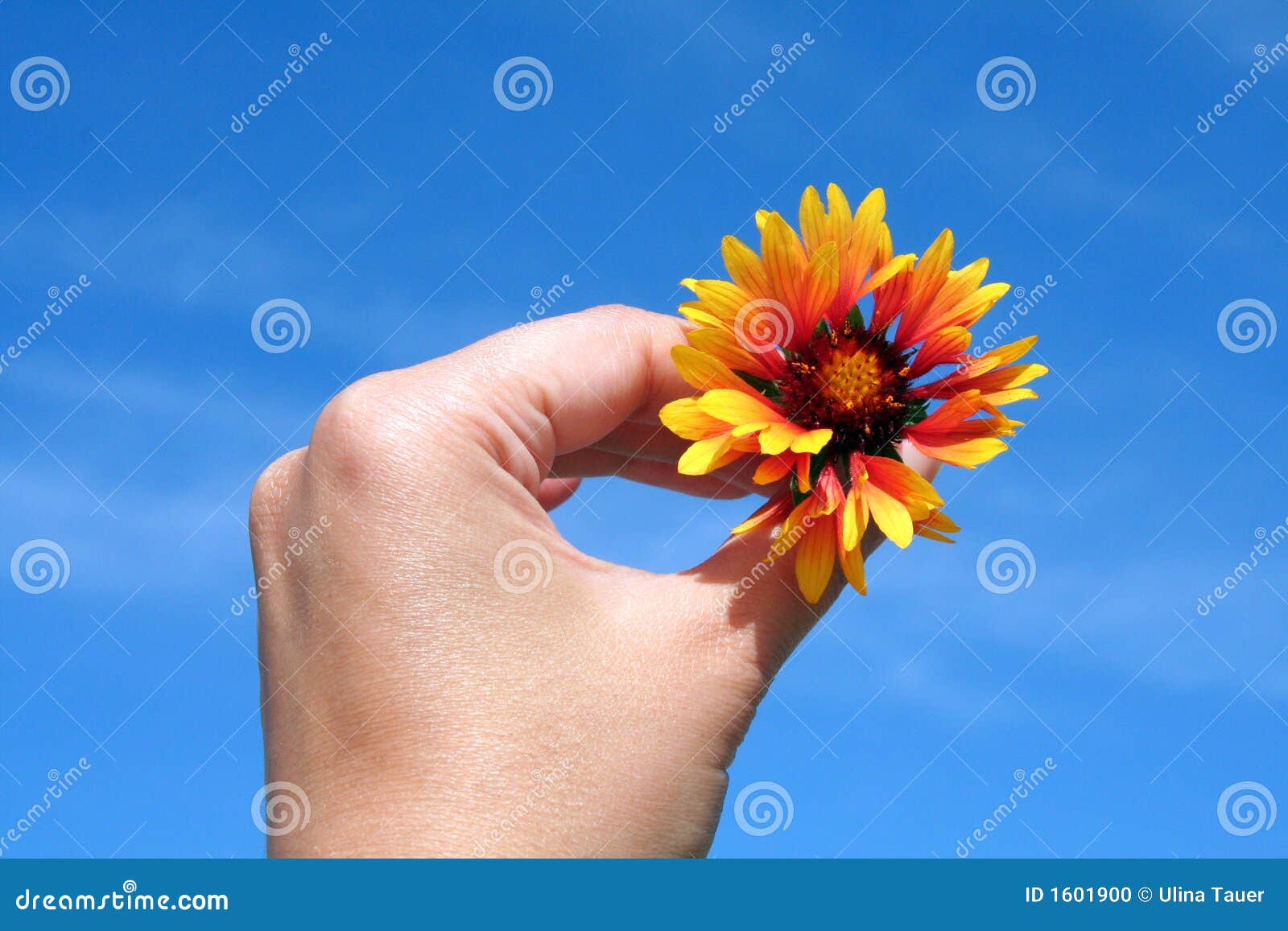 Being optimistic stock photo. Image of nature, hand, optimism - 1601900