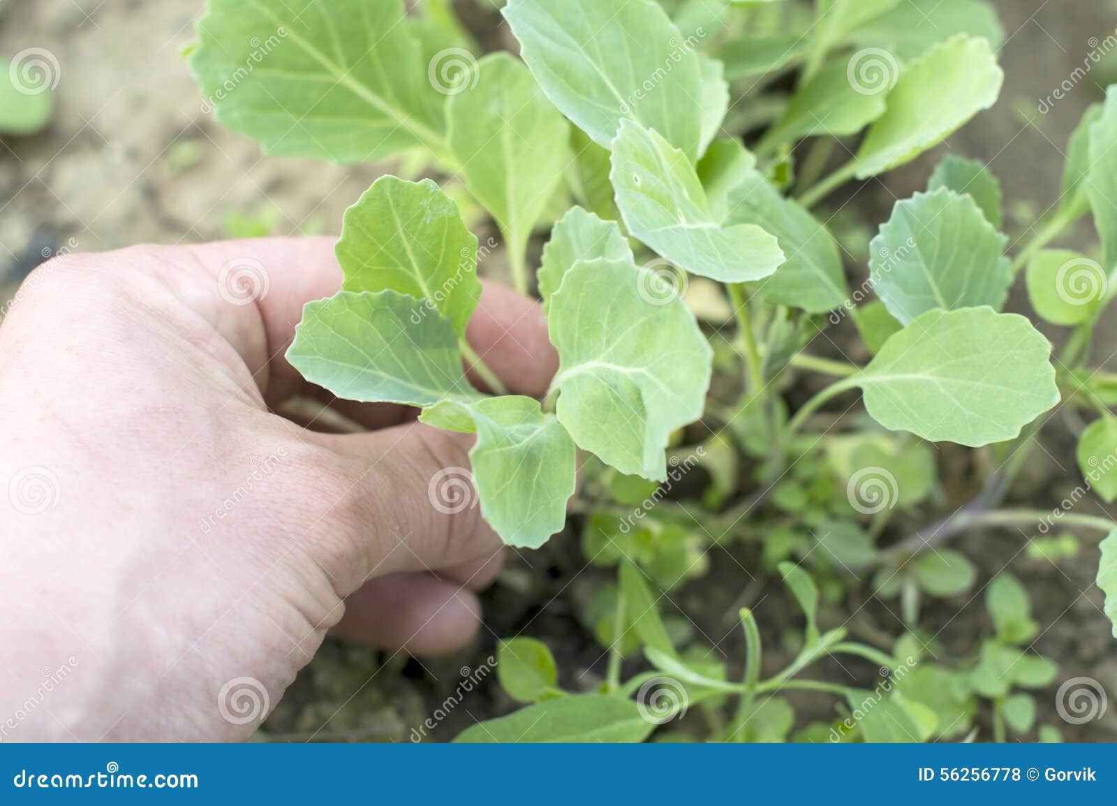 Being Wrenched Off Cabbage Seedlings Stock Photo - Image of herbs ...