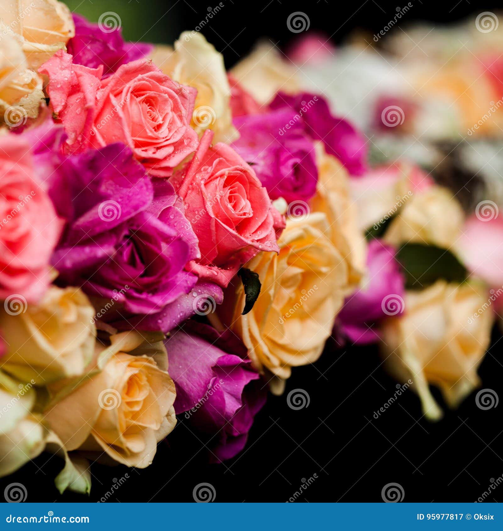Beira Cor-de-rosa E Bege Das Rosas Imagem de Stock - Imagem de arco ...