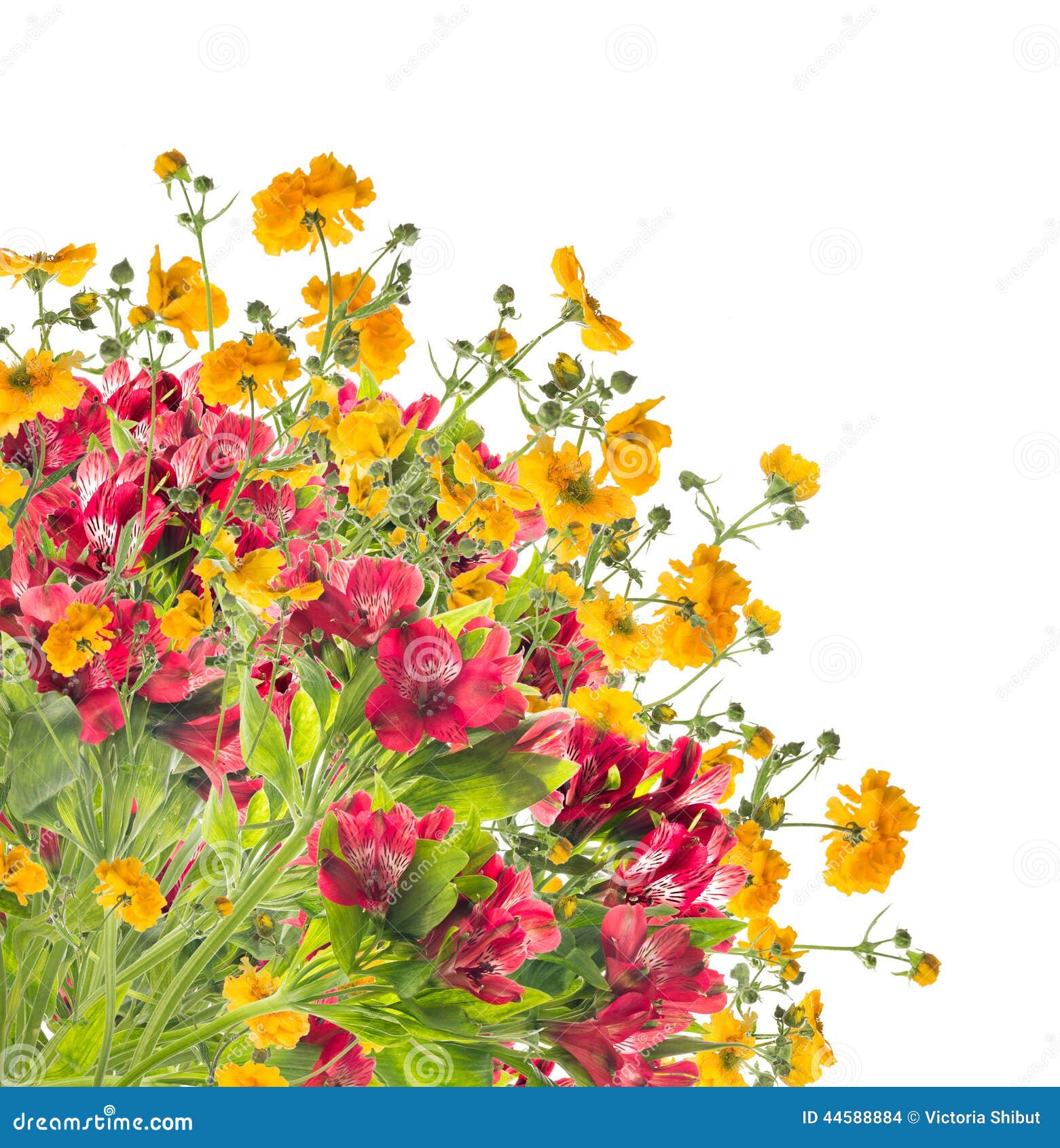 Beira Floral De Flores Amarelas E Vermelhas, Isolada Foto de Stock ...