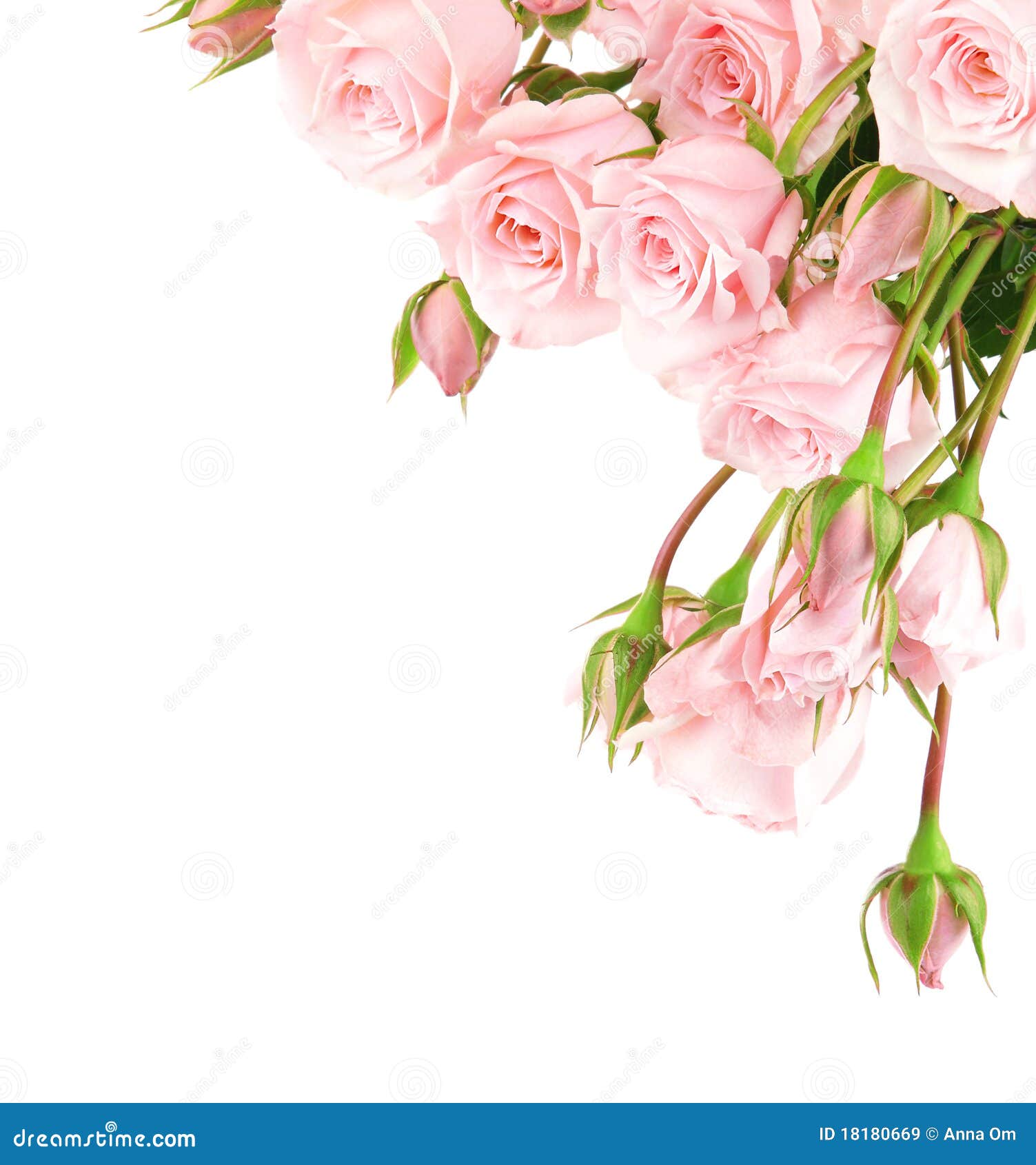 Beira fresca das rosas imagem de stock. Imagem de nave - 18180669