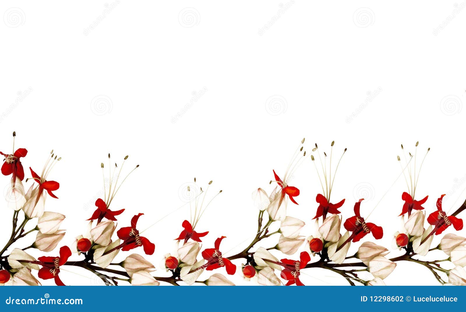 Beira Vermelha E Preta Da Flor De Borboleta Foto de Stock - Imagem de ...