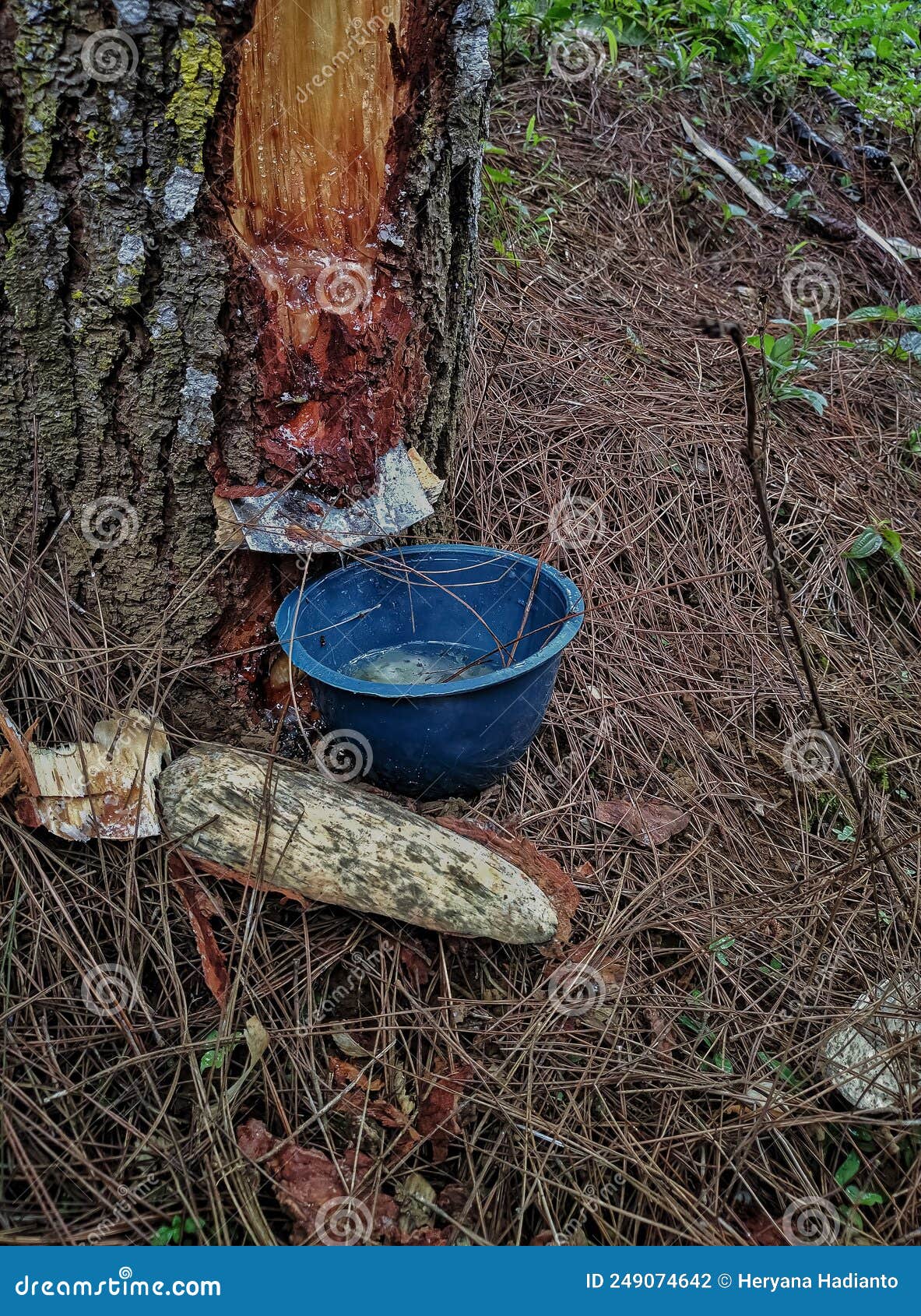 Bekasi, Indonesia, a Process of Tapping Sap from Pine Trees. Stock ...