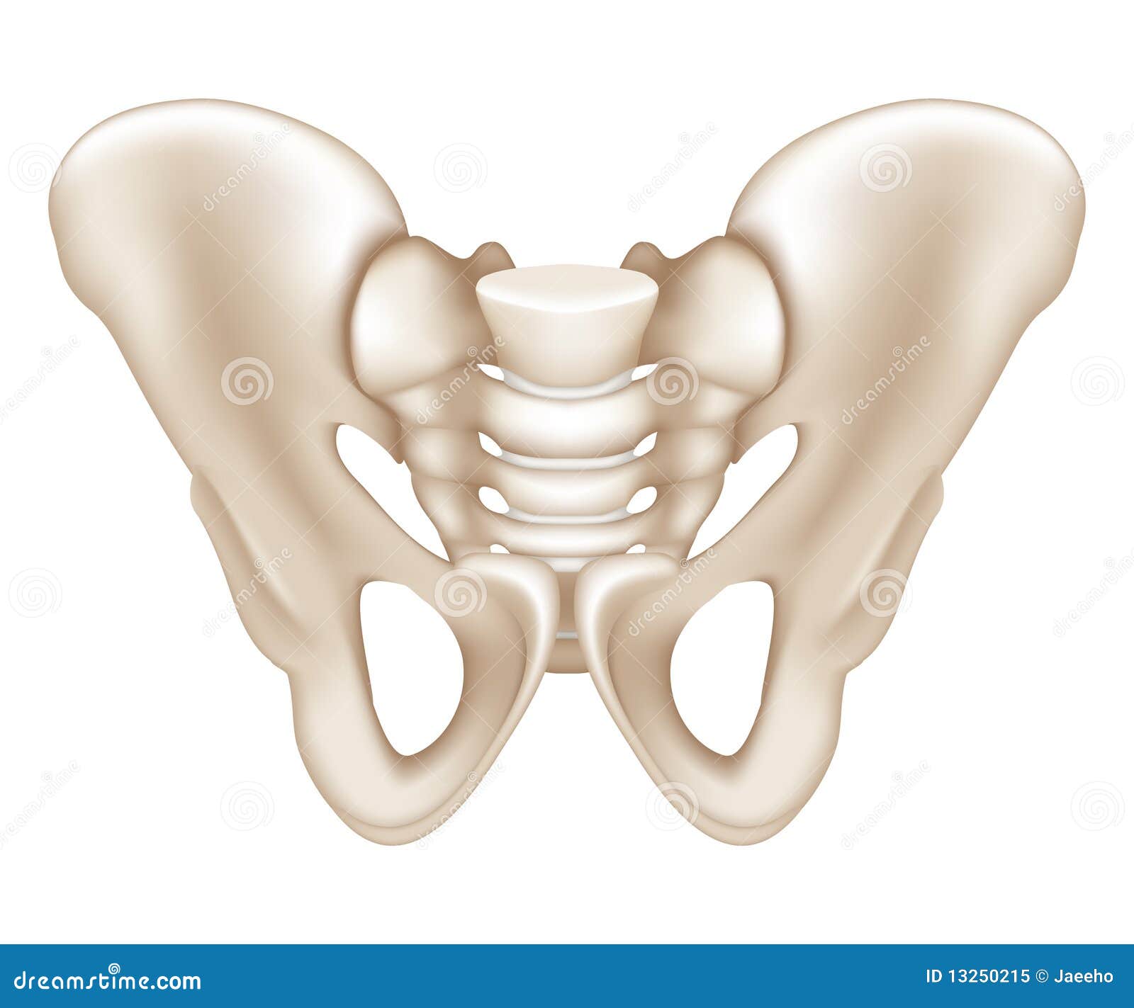 Bekken vector illustratie. Illustration of geneeskunde - 13250215