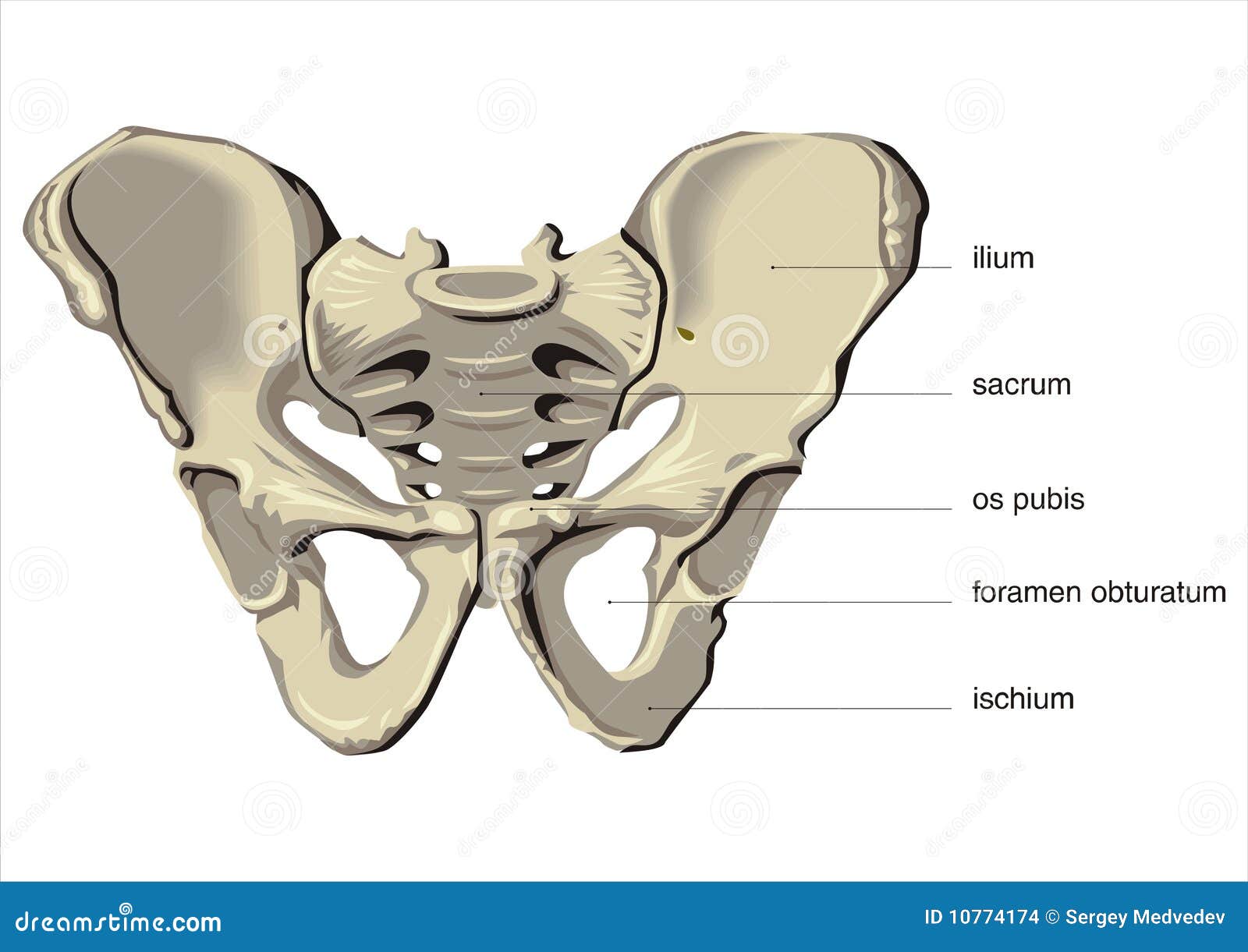 Bekken stock illustratie. Illustration of rheumatism - 10774174