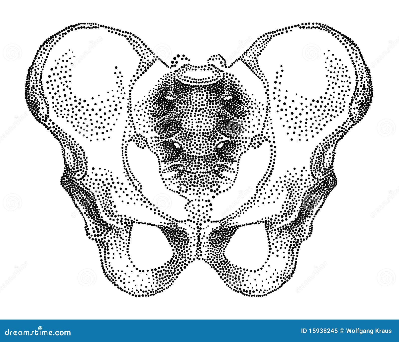 Bekken been, vector illustratie. Illustration of anatomie - 15938245